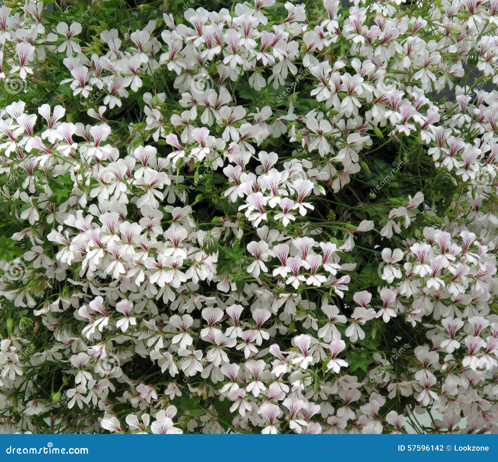 White Trailing Geranium Flowers. Stock Photo - Image of gardens ...