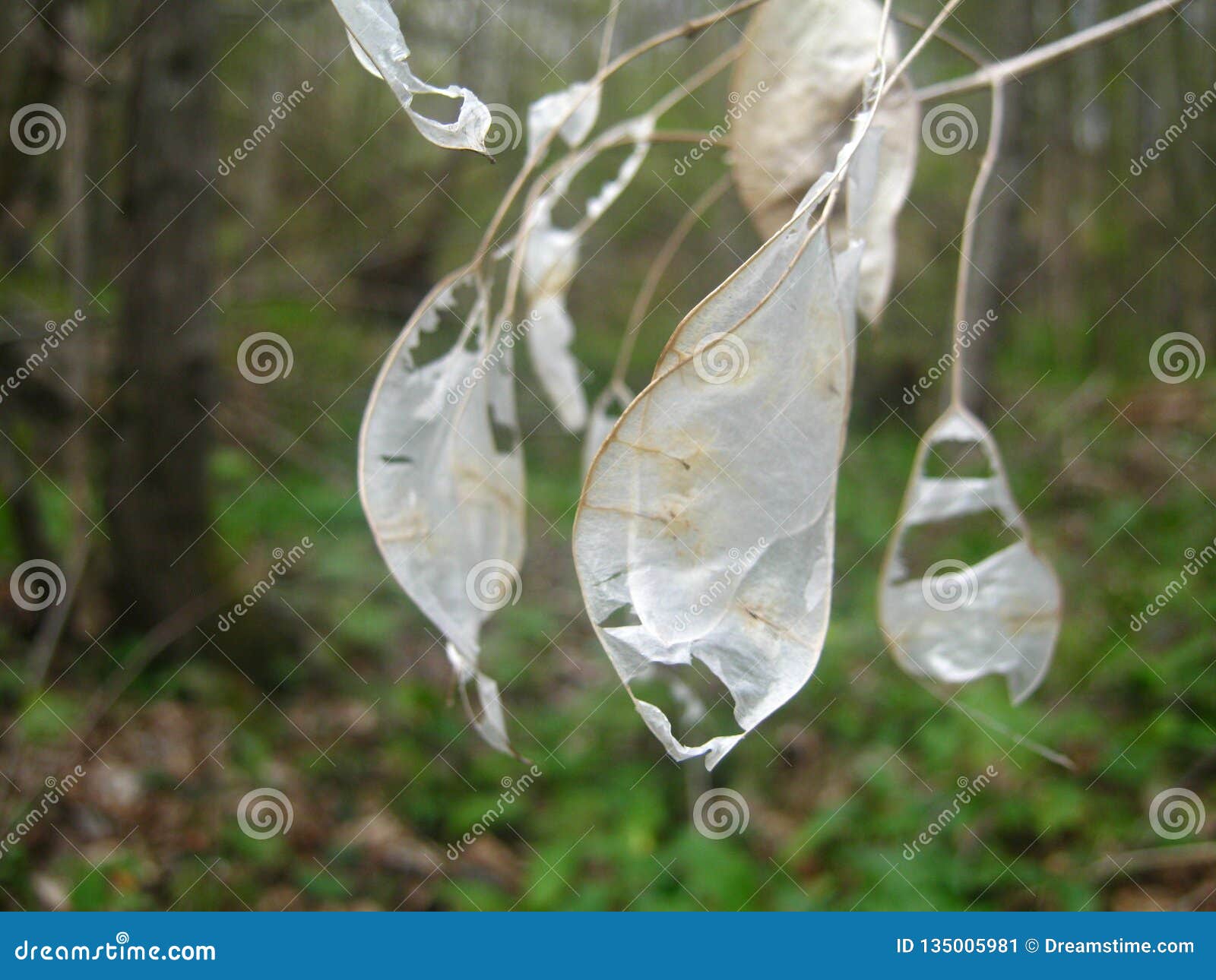 White, Transparent Leaves, Weird Shapes and Textures. Stock Image ...