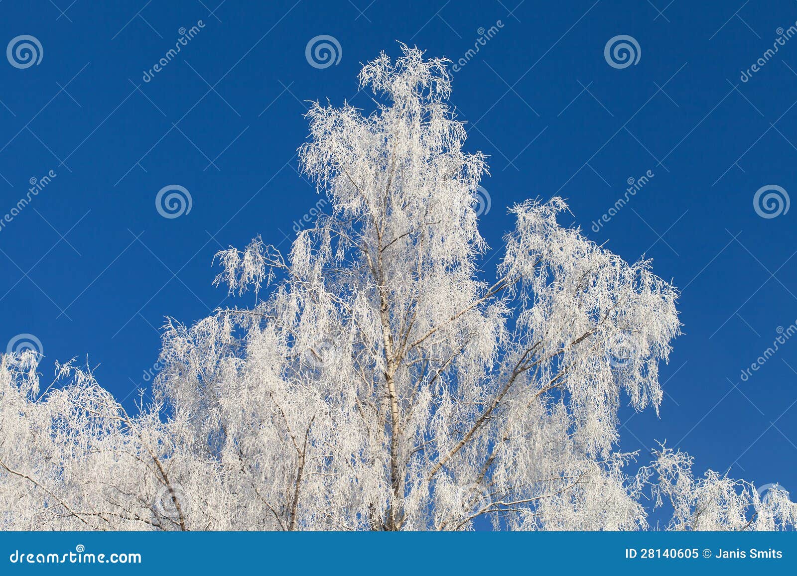 White tree. stock image. Image of winter, frost, beauty - 28140605
