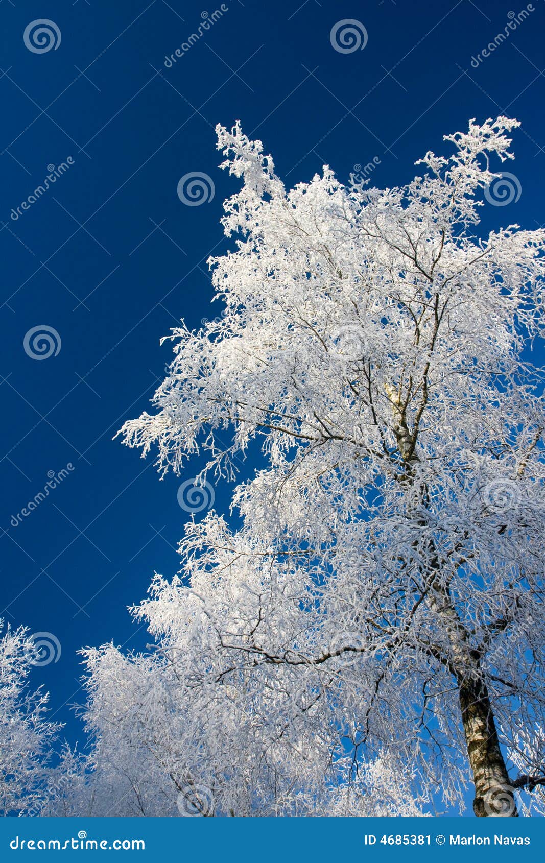White tree stock image. Image of holiday, season, clean - 4685381