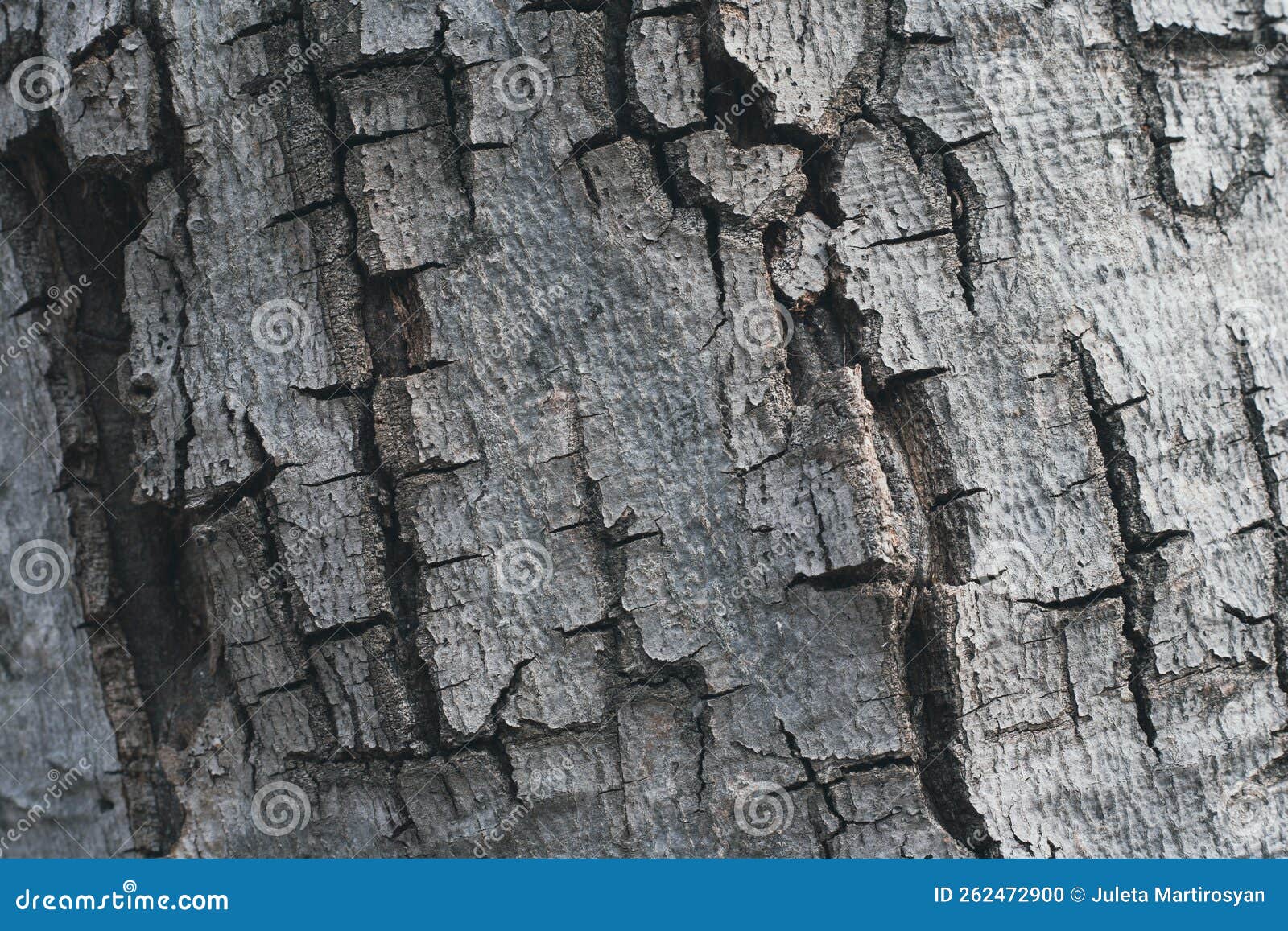 White tree bark stock photo. Image of trunk, textured - 262472900