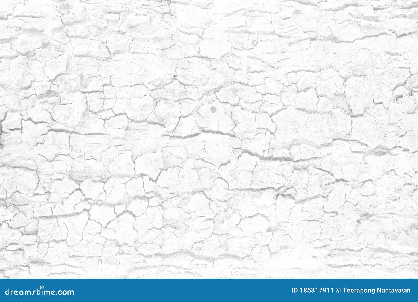 White Tree Bark Texture Background. Stock Image - Image of birch, bark ...