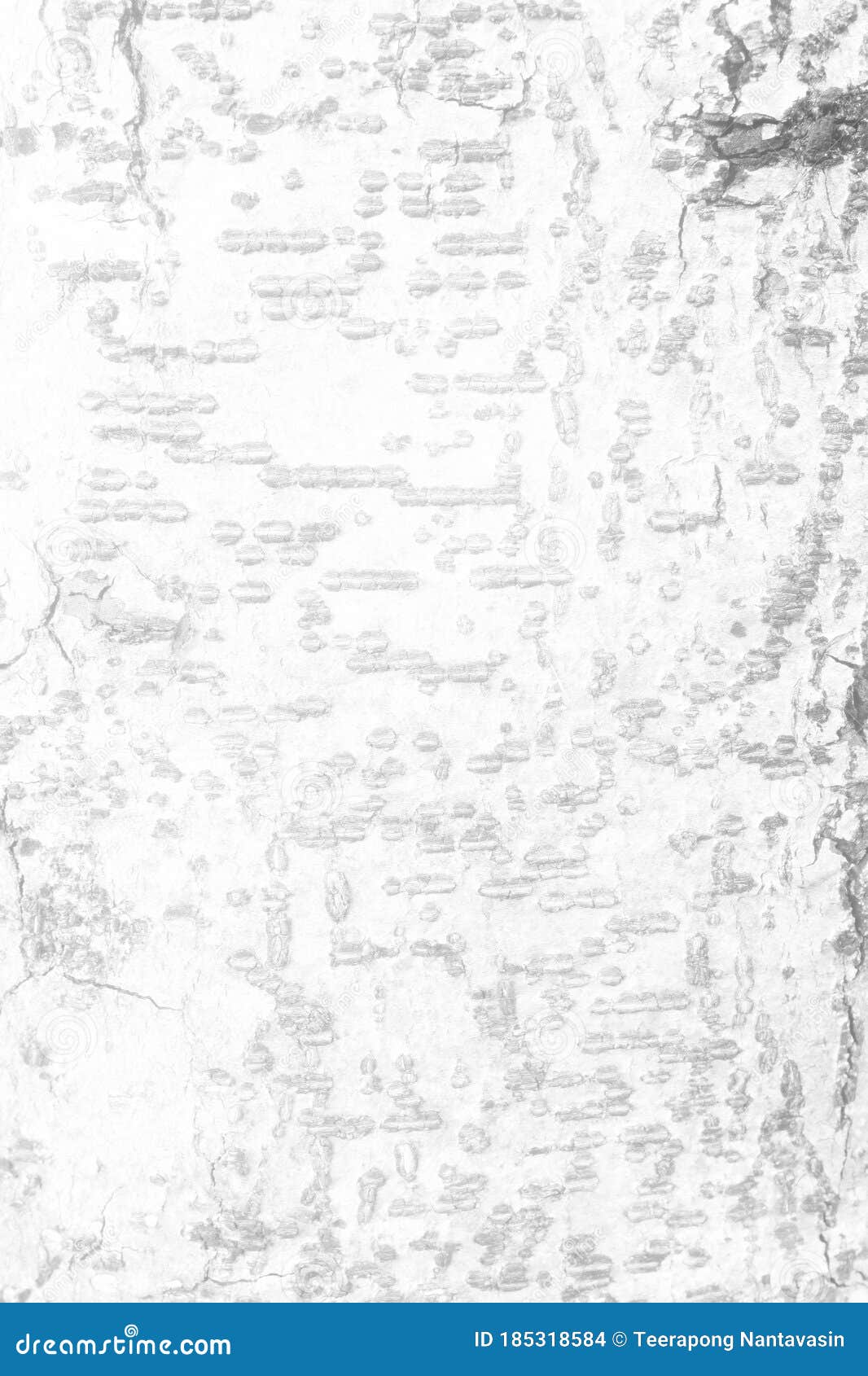 White Tree Bark Texture Background. Stock Photo - Image of gray ...