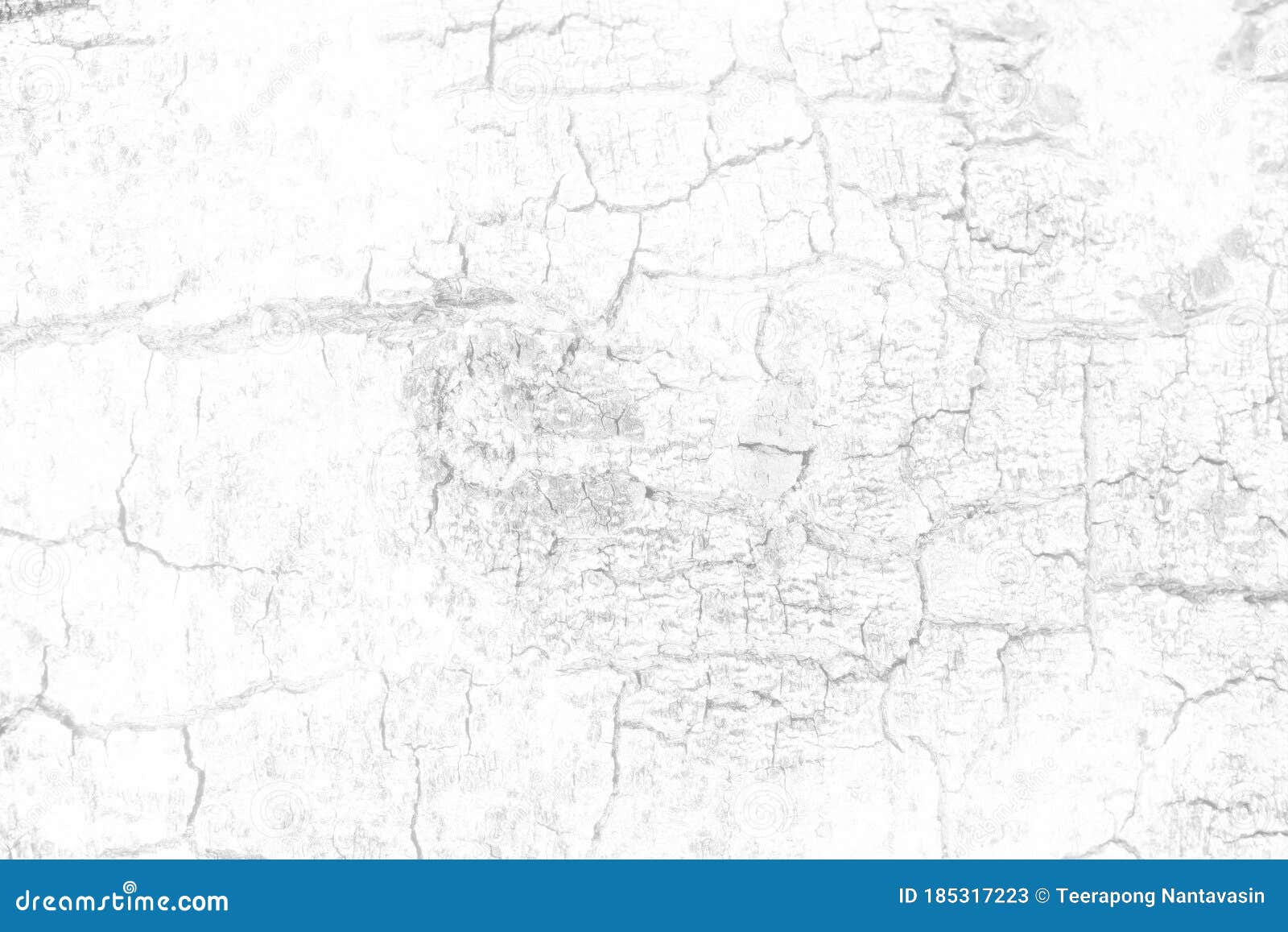 White Tree Bark Texture Background. Stock Image - Image of dirty ...