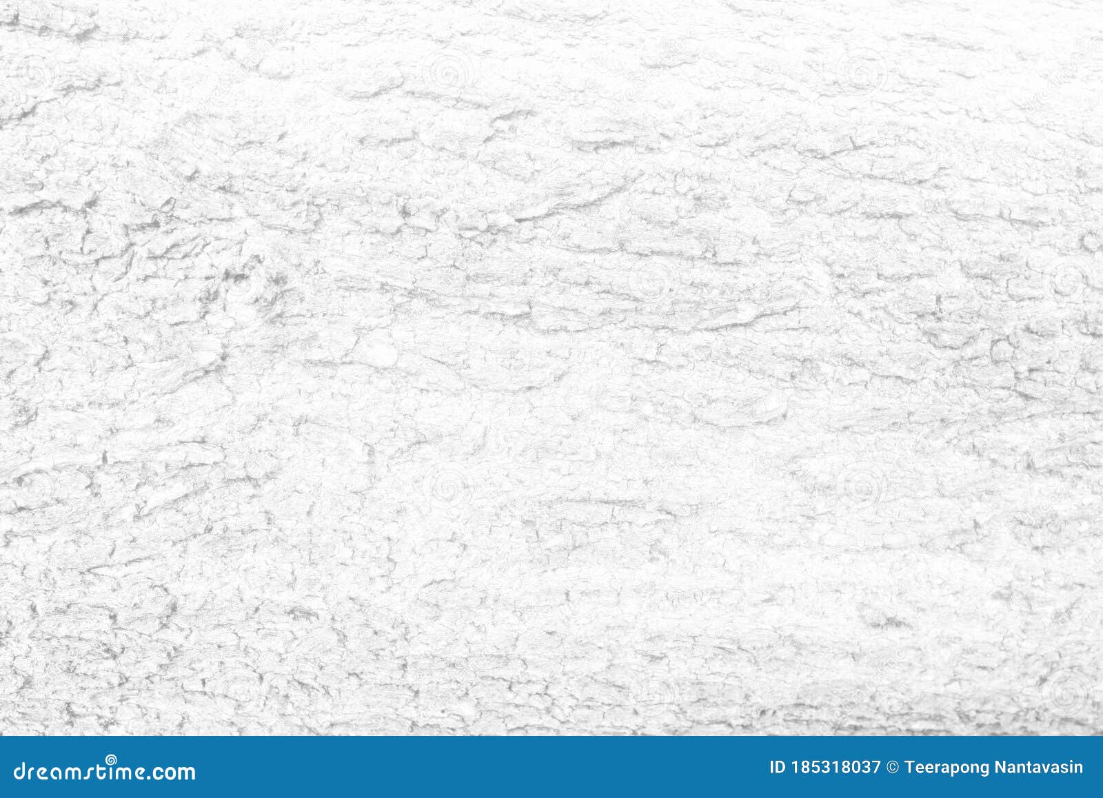 White Tree Bark Texture Background. Stock Image - Image of outdoor ...