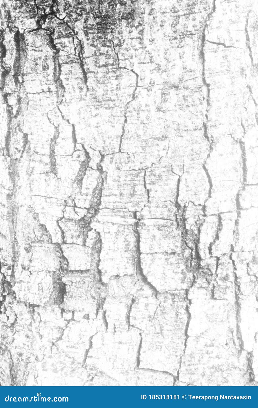 White Tree Bark Texture Background. Stock Image - Image of gray, black ...