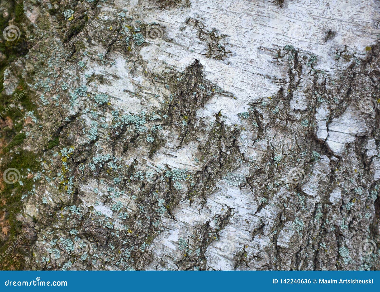 Tree Bark Texture on a White Birch Tree Stock Photo - Image of abstract ...