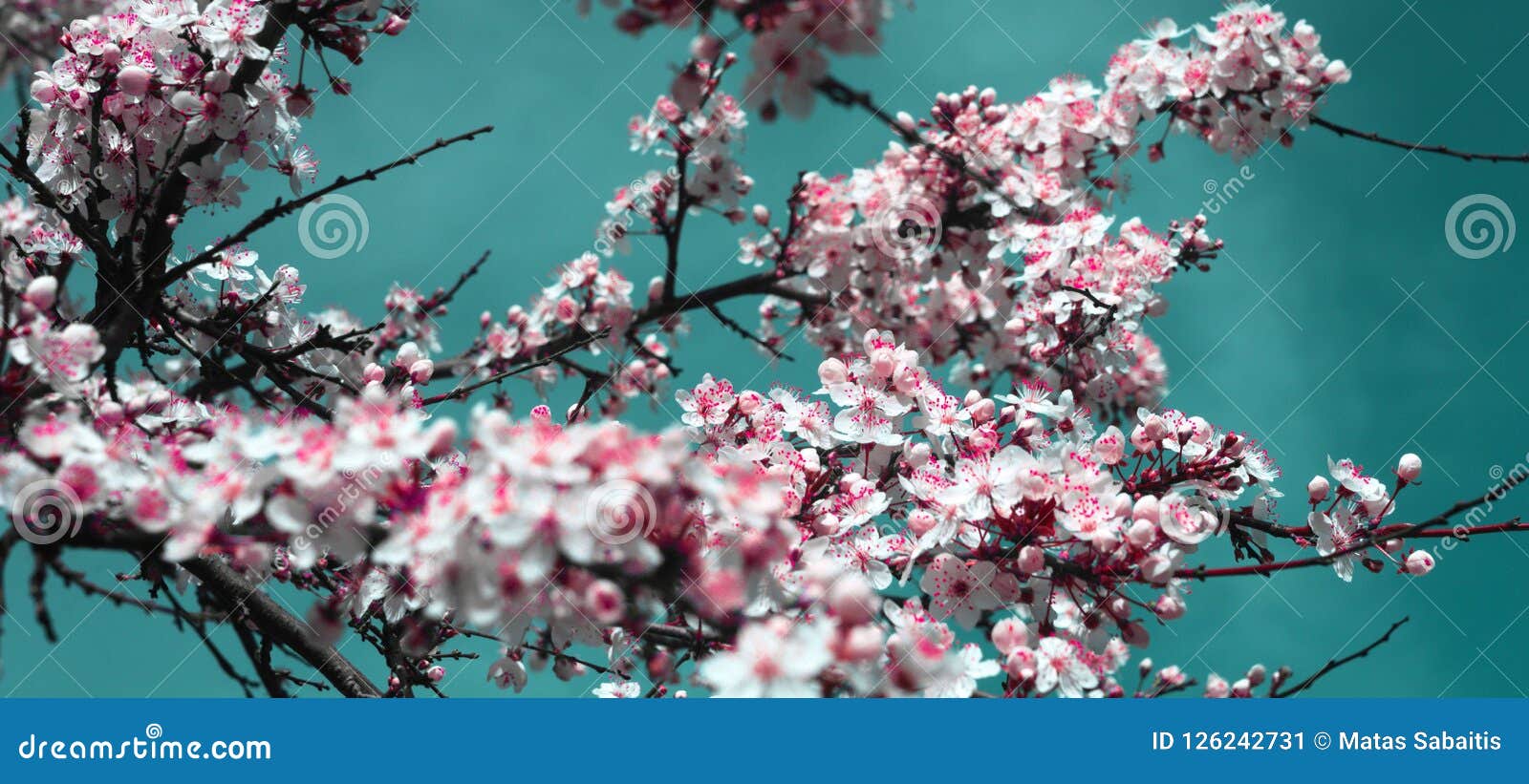 Tree Blossoming at Spring in Pink Stock Image - Image of natural, white ...