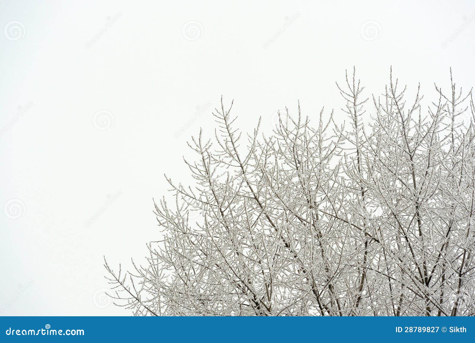 White Tree Covered with Snow in Winter Stock Image - Image of copy ...