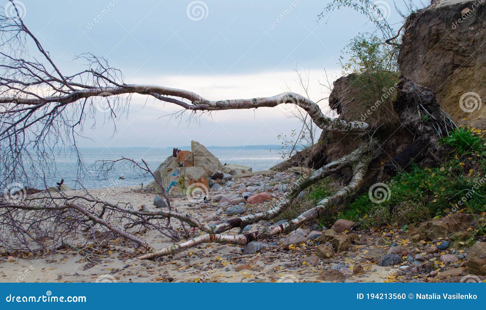 Tree Fallen Over A River Forming A Bridge. In The Strickland State ...