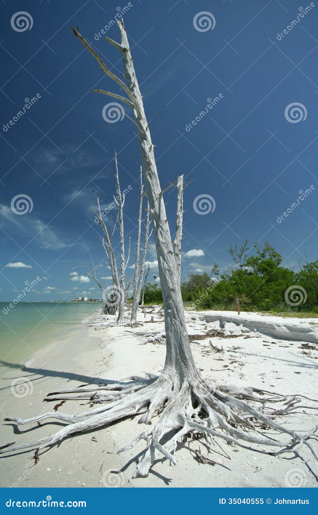 White Tree on Florida Beach Stock Image - Image of white, bright: 35040555