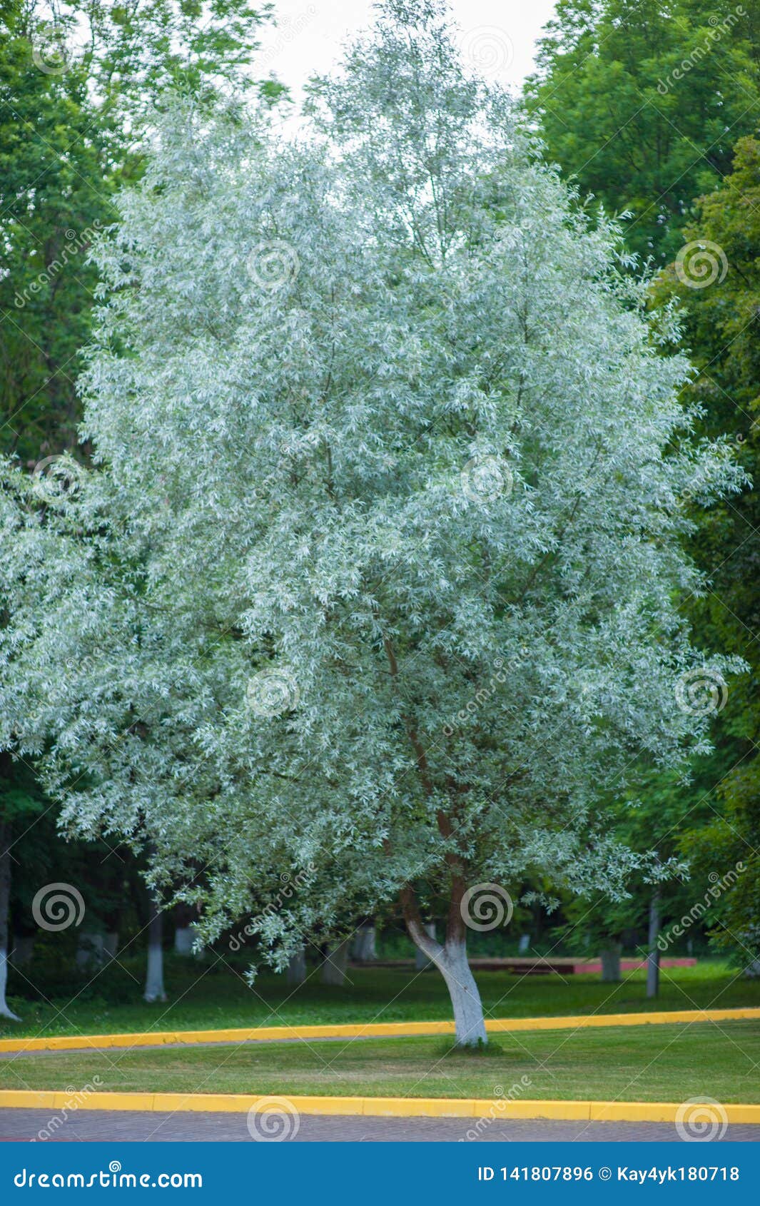 White Tree in the Forest, Albino Tree Stock Photo - Image of collection ...