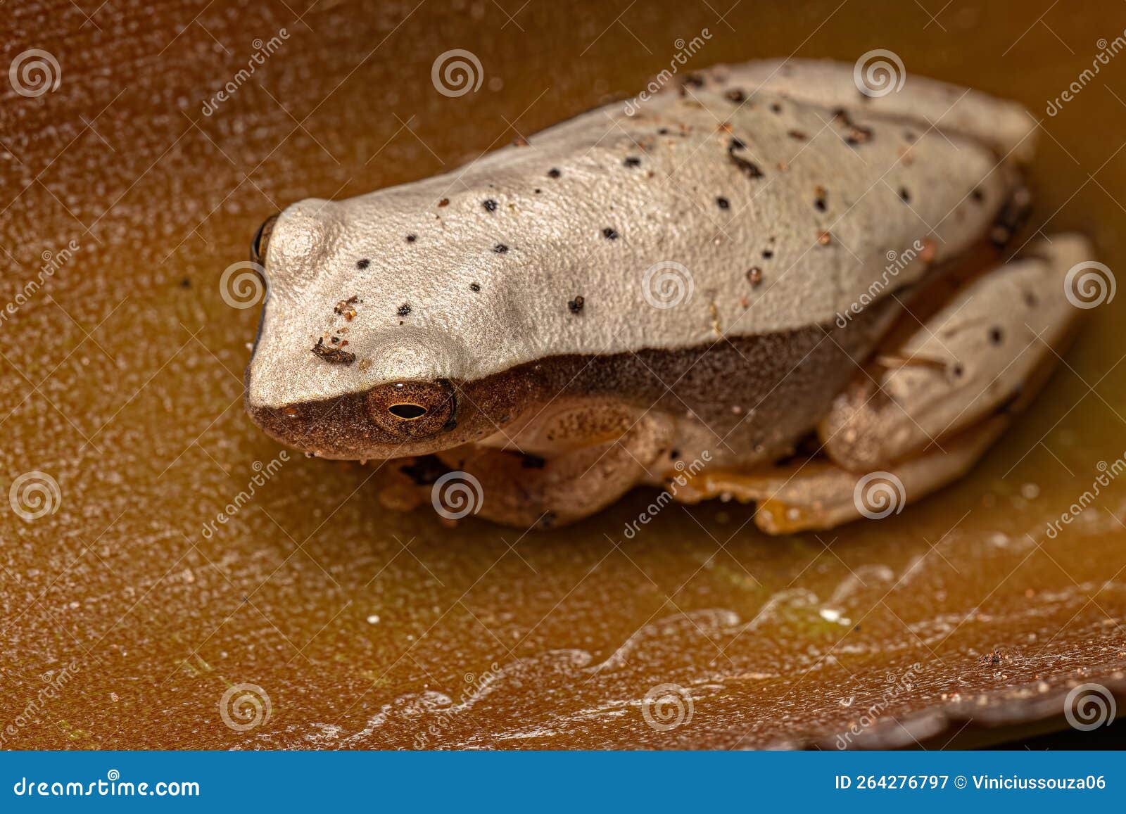 White Tree Frog stock image. Image of anura, animalia - 264276797