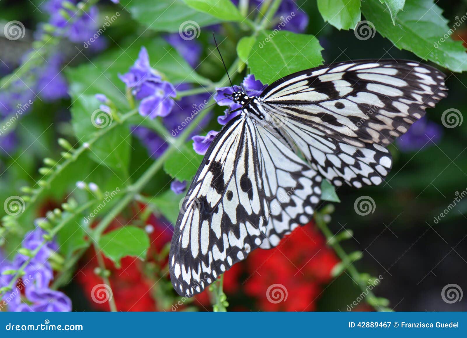 White Tree Nymph stock image. Image of bloom, insect - 42889467