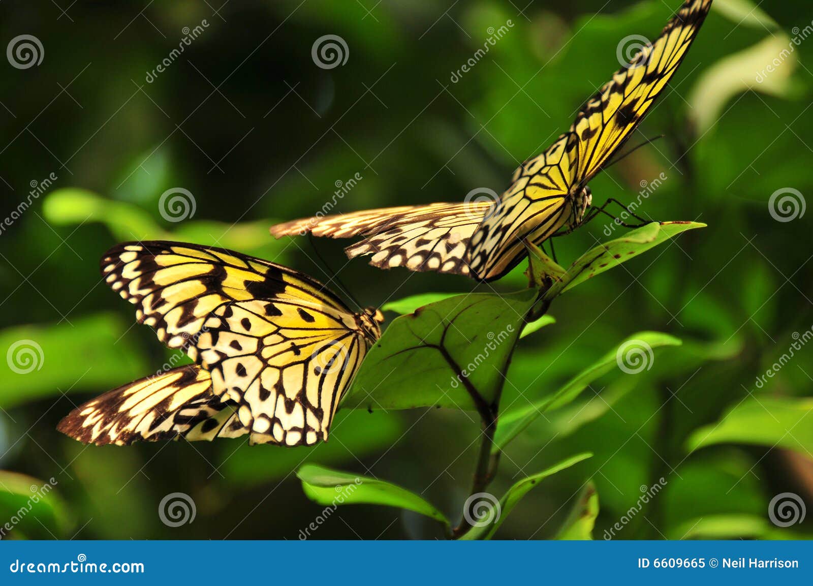 Tree Nymph Butterfly Stock Photography | CartoonDealer.com #24224840