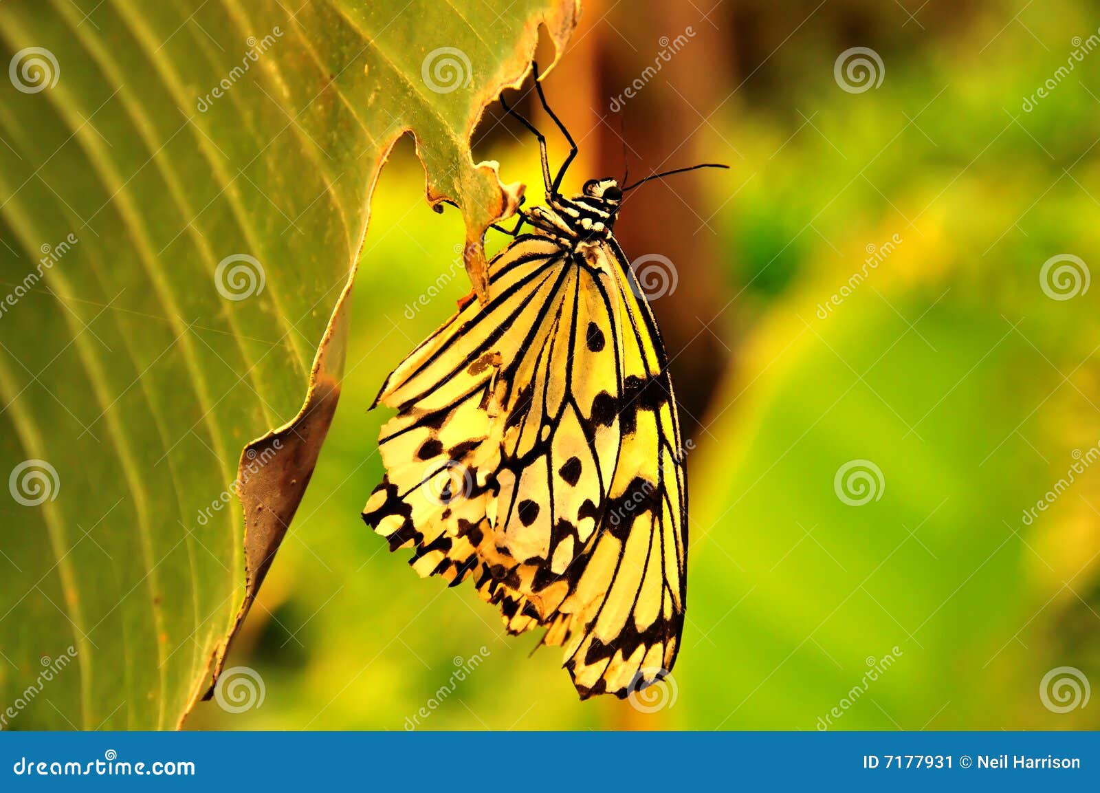 White Tree Nymph Hanging from a Leaf Stock Image - Image of lepidoptera ...