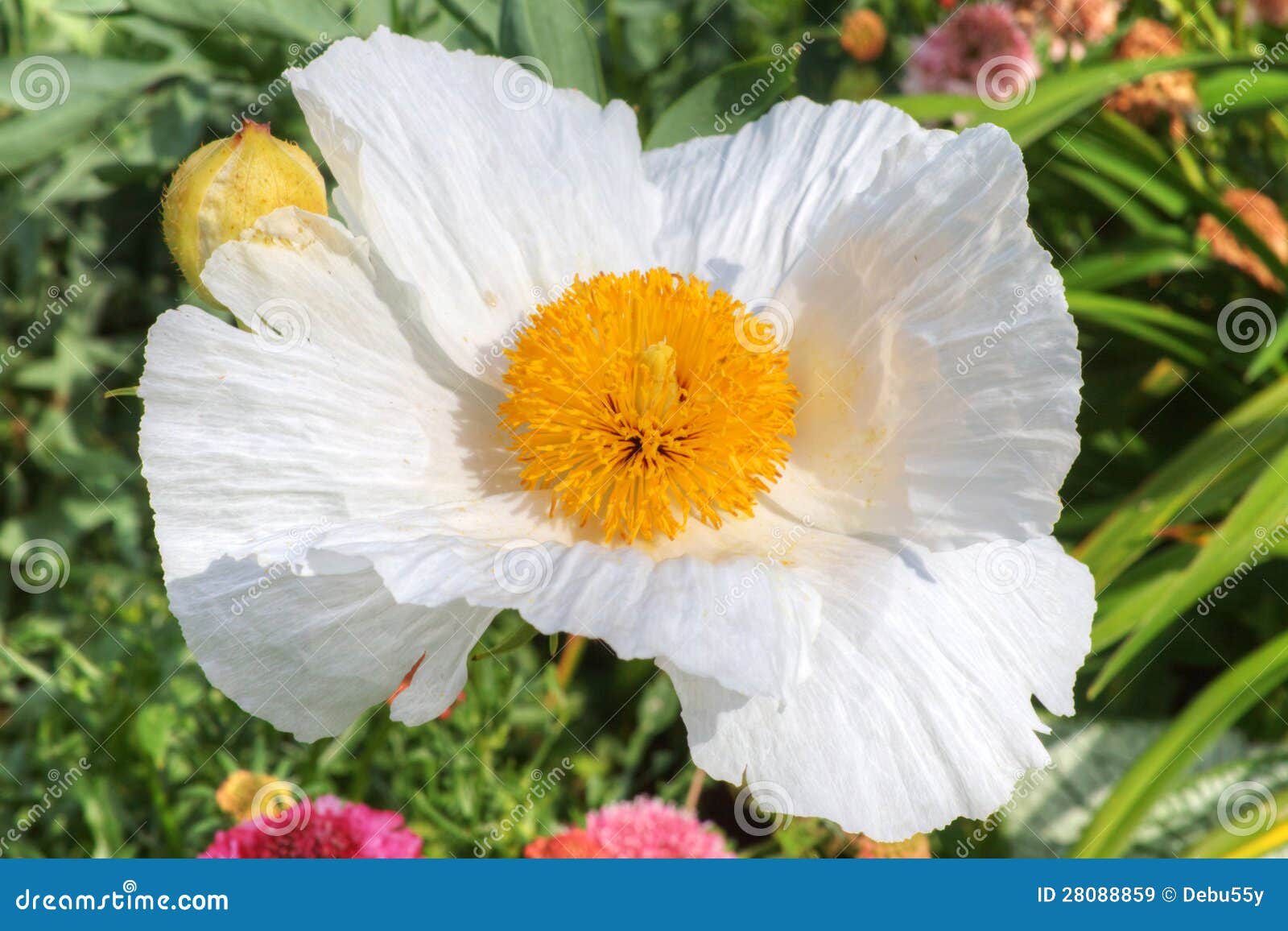 White tree poppy flower. stock image. Image of detail - 28088859