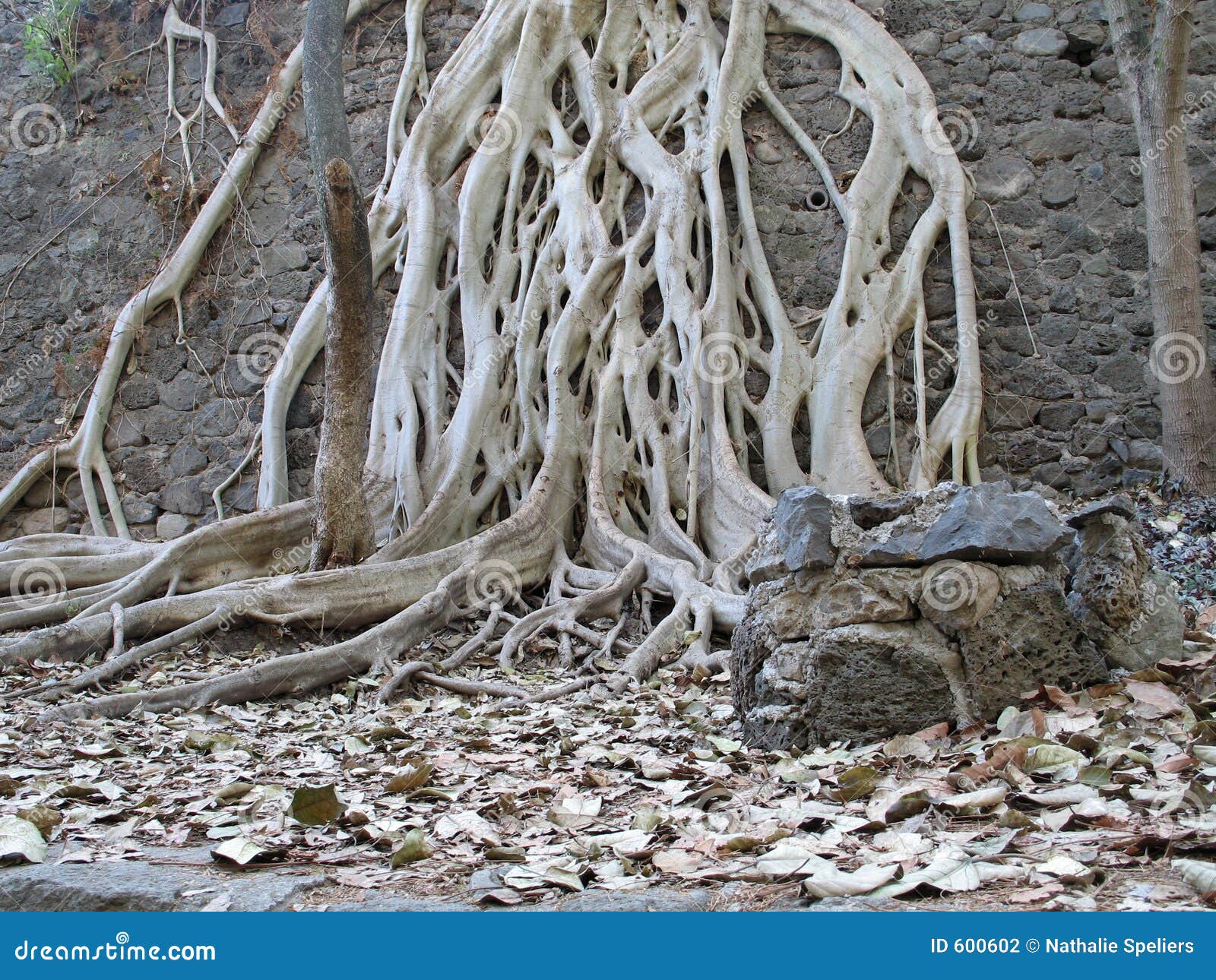 White Tree Roots stock photo. Image of branch, root, wall - 600602