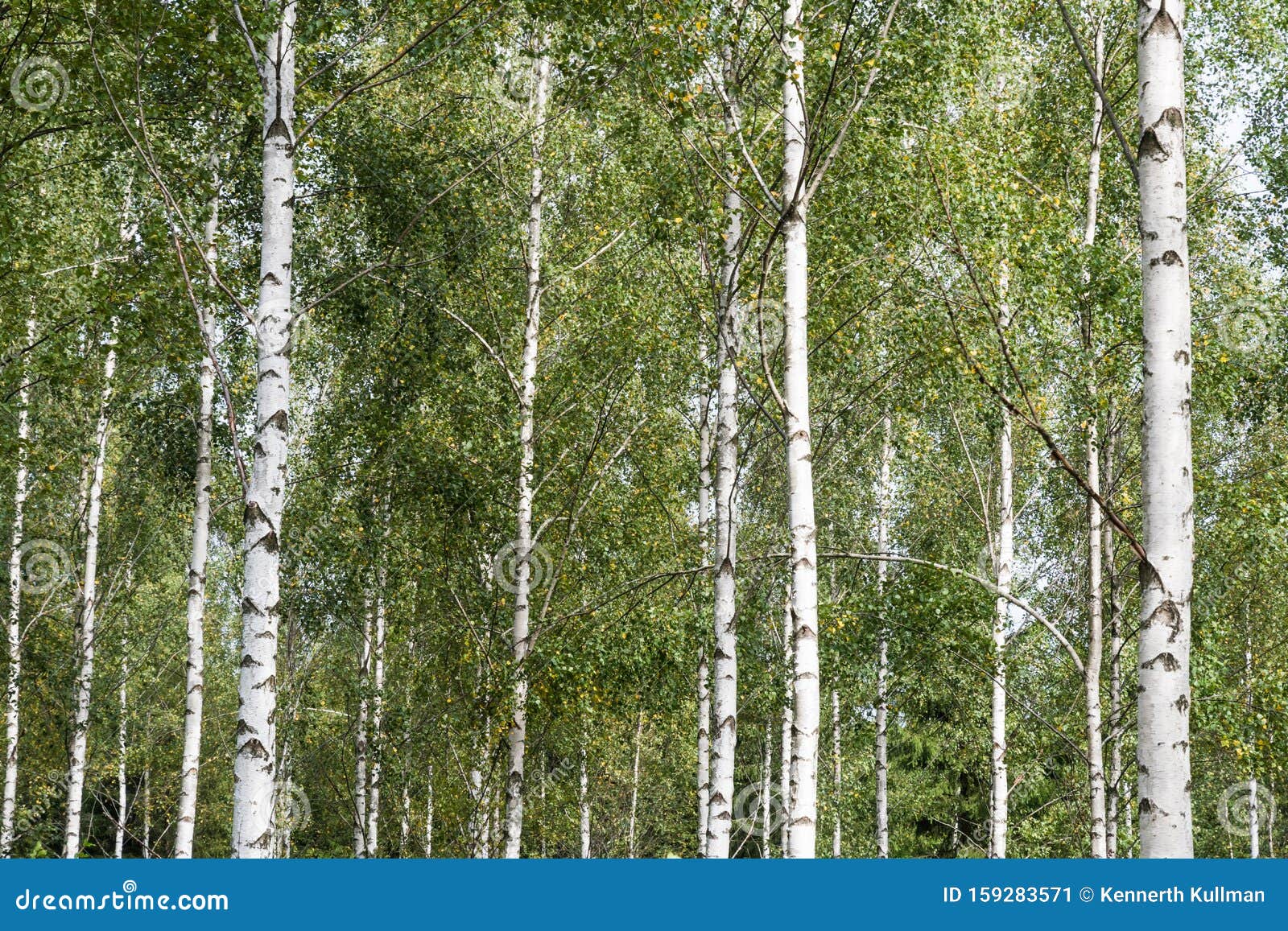 White Tree Stems in a Birch Tree Grove Stock Image - Image of leaves ...