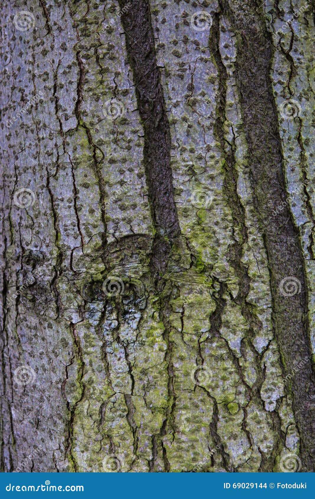 White tree structure stock photo. Image of structure - 69029144