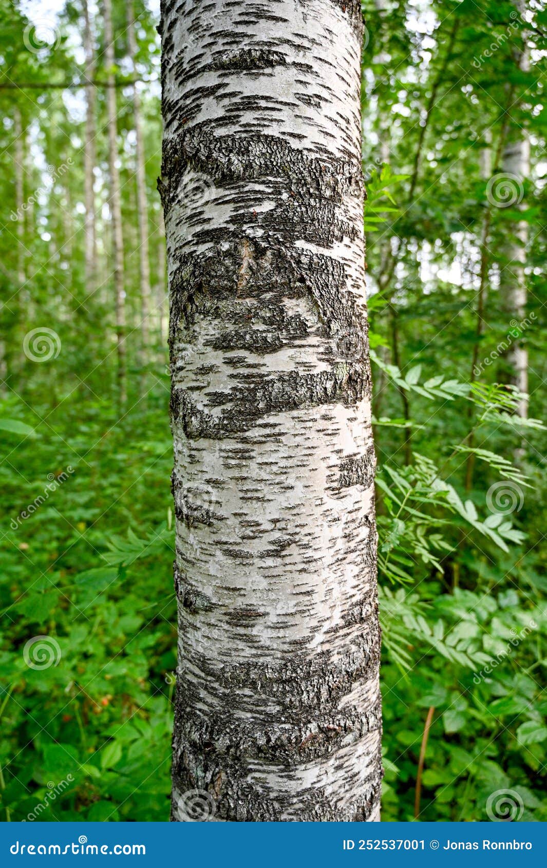 White Tree Trunk of Birch in Forest Stock Image - Image of nature ...