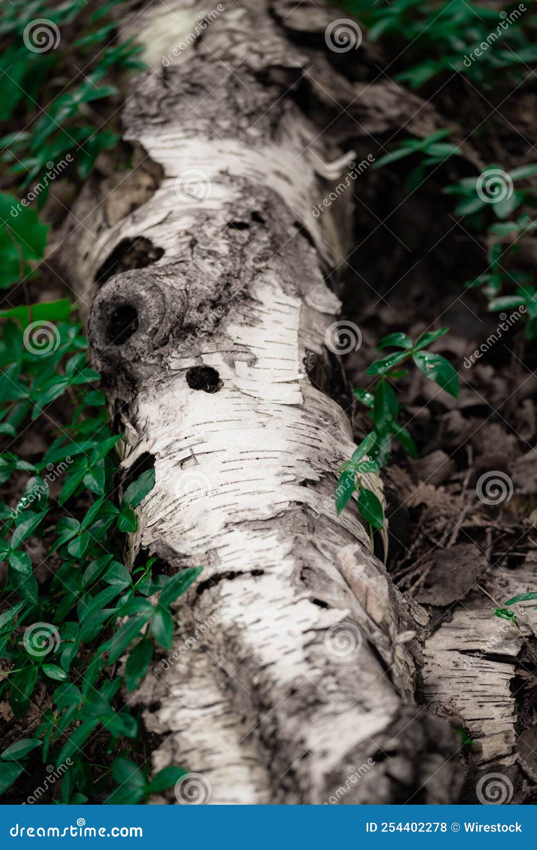 Tree trunk on the ground stock photo. Image of tree - 254402278