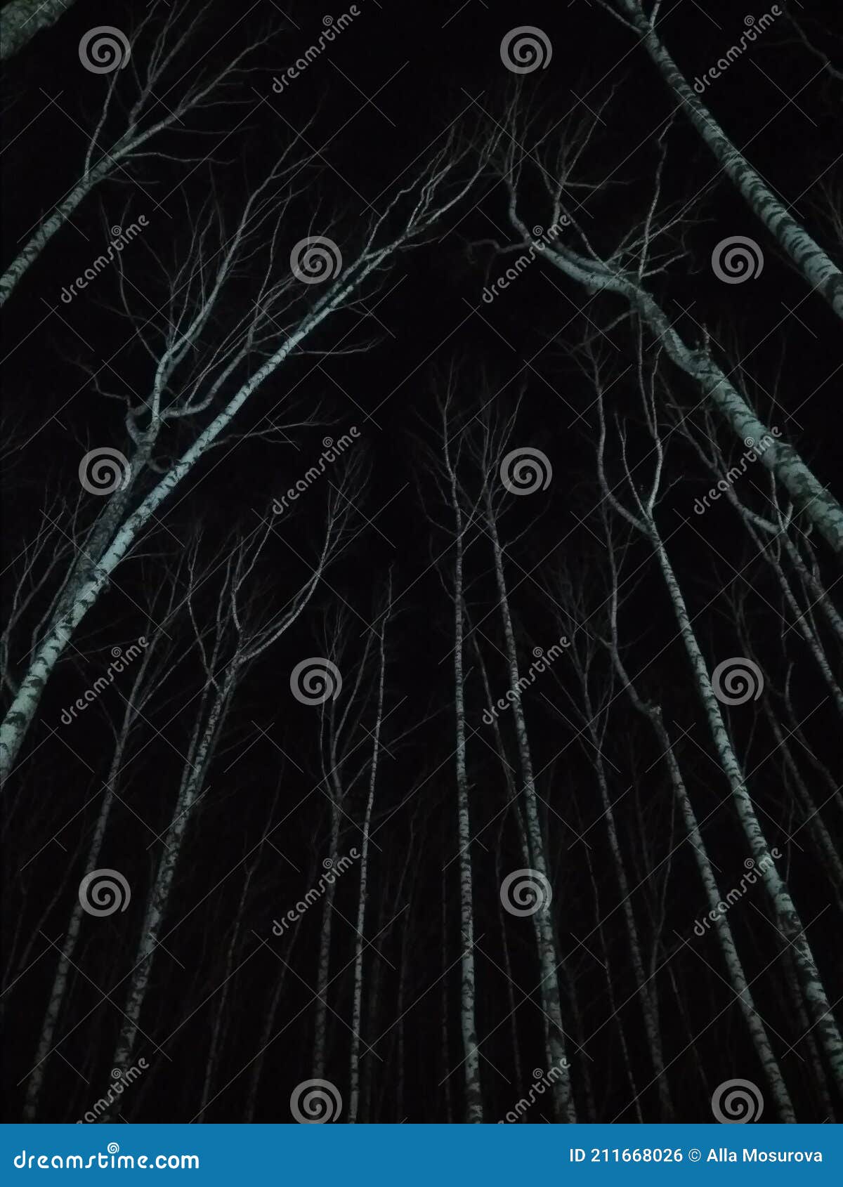 White Tree Trunks Crowns in the Night Sky on a Black Background Stock ...