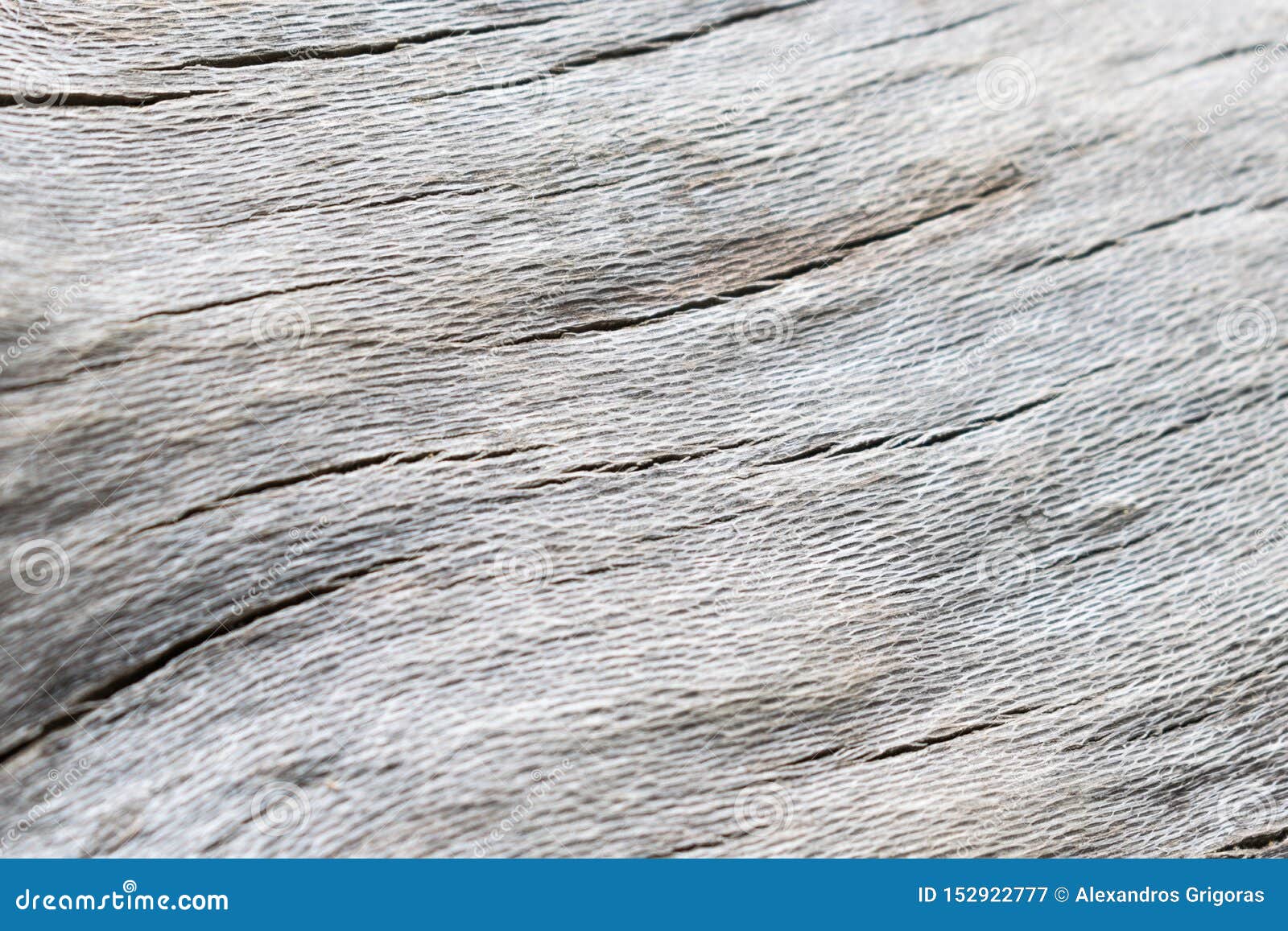 White tree wood texture stock image. Image of light - 152922777