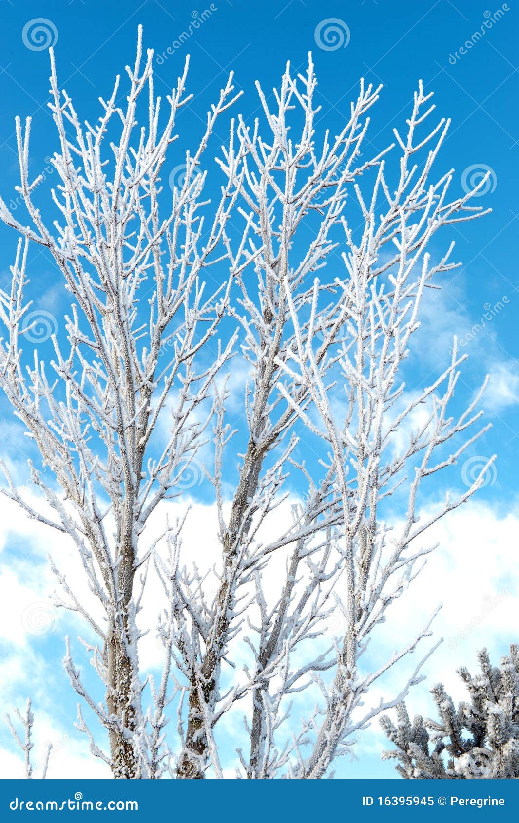 White trees stock image. Image of season, cool, environment - 16395945