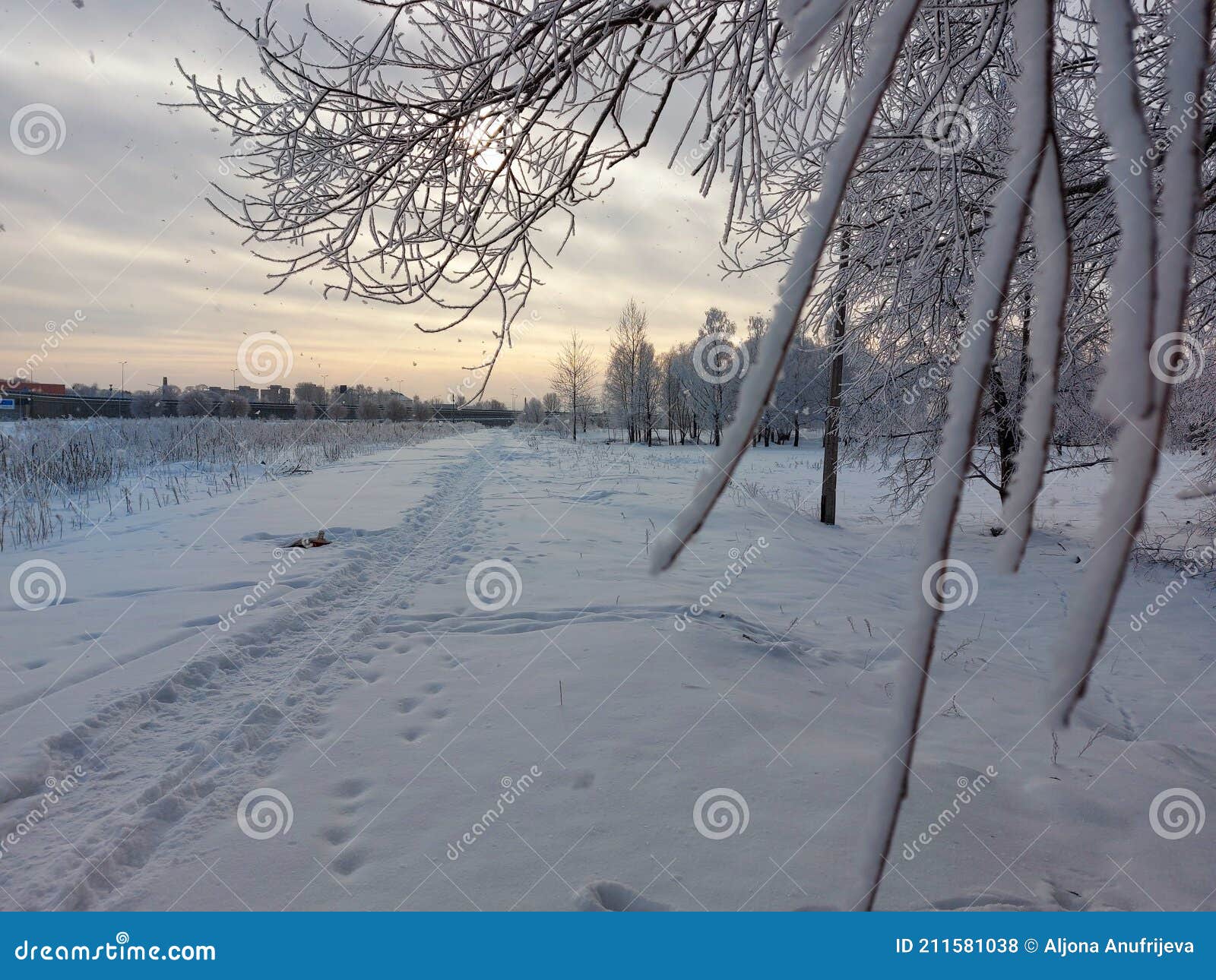 White Trees Around and a Path Going into the Distance Stock Photo ...