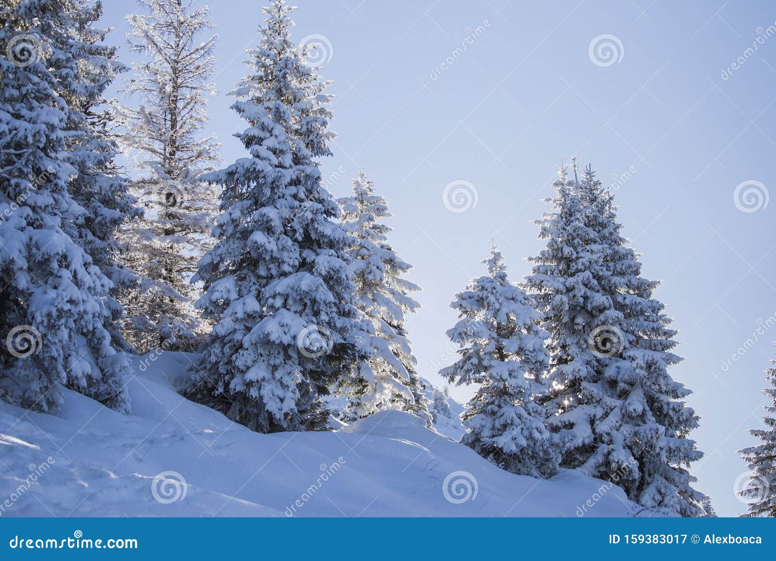 White trees in deep snow stock image. Image of december - 159383017