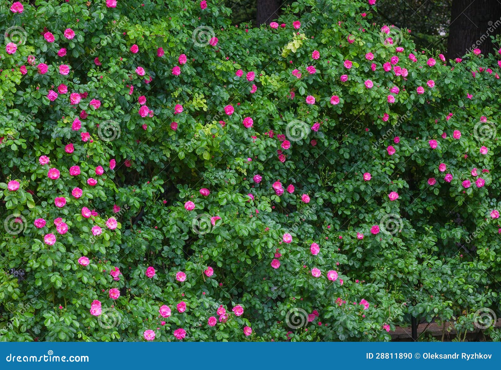 White Trellis Supporting a Red Rose Vine. Stock Photo - Image of fine ...