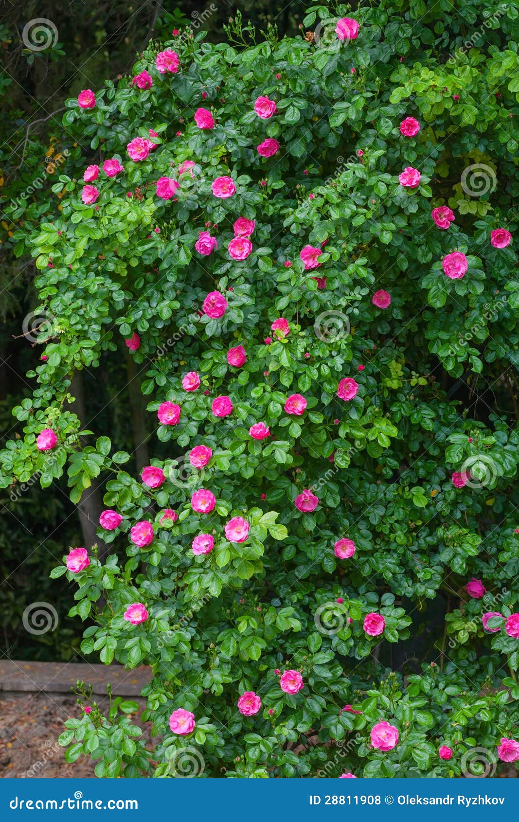White Trellis Supporting a Red Rose Vine. Stock Photo - Image of green ...