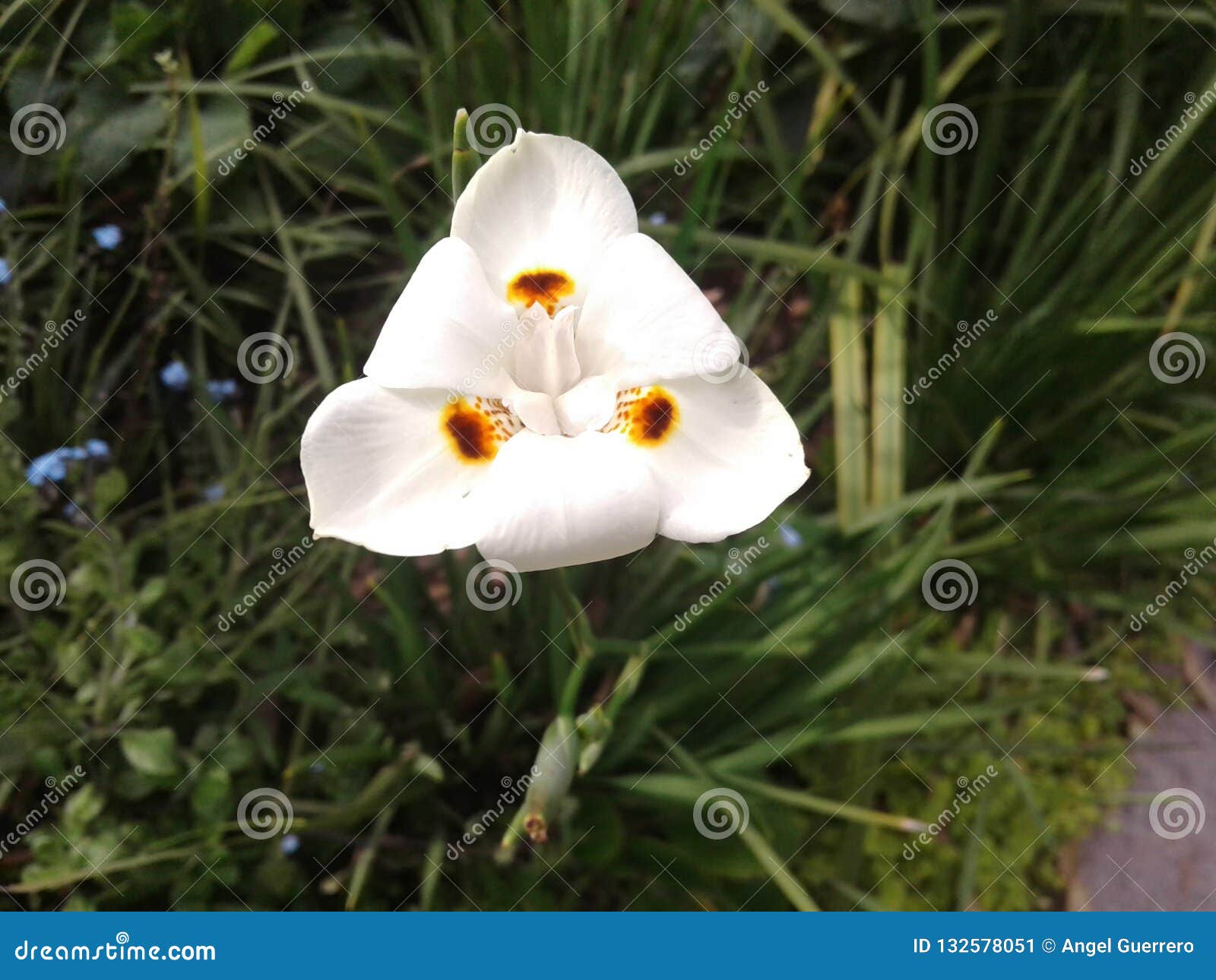 Misterious Triple Flower Stock Photos - Free & Royalty-Free Stock ...