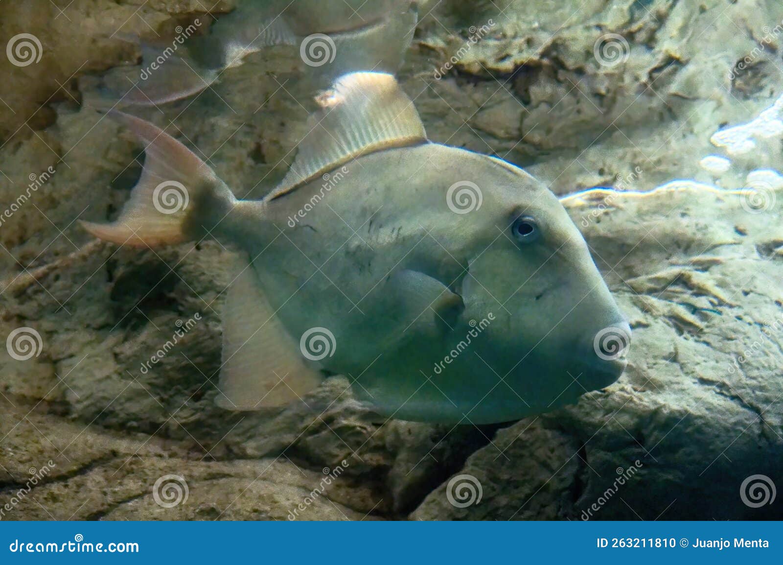 White Triggerfish Balistes Capriscus Polylepis Stock Photo - Image of ...