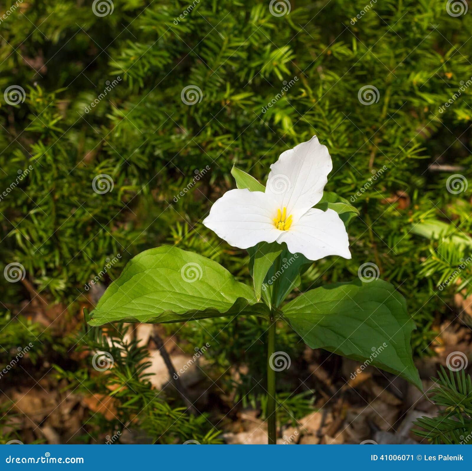 White trillium flower stock image. Image of forest, close - 41006071