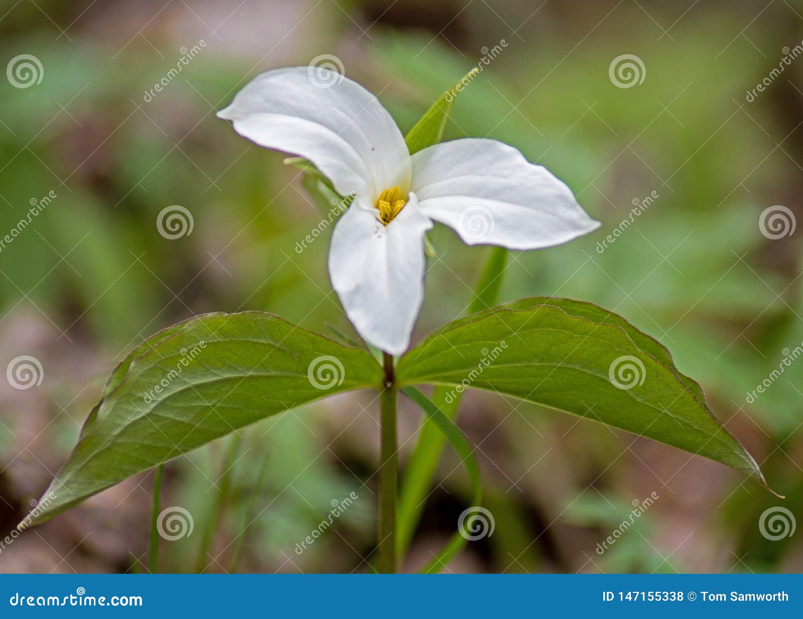 White Trillium in Full Bloom in Springtime Stock Photo - Image of bunch ...