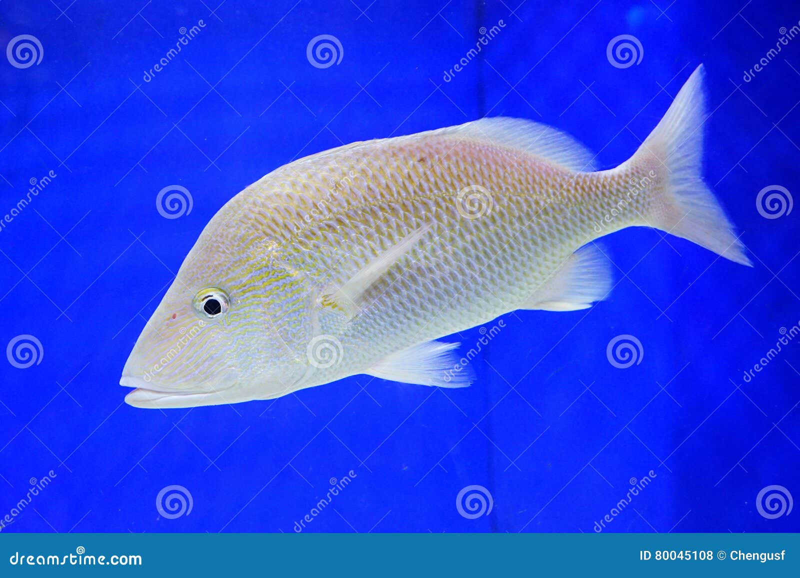 White Tropical fish stock photo. Image of fish, coral - 80045108