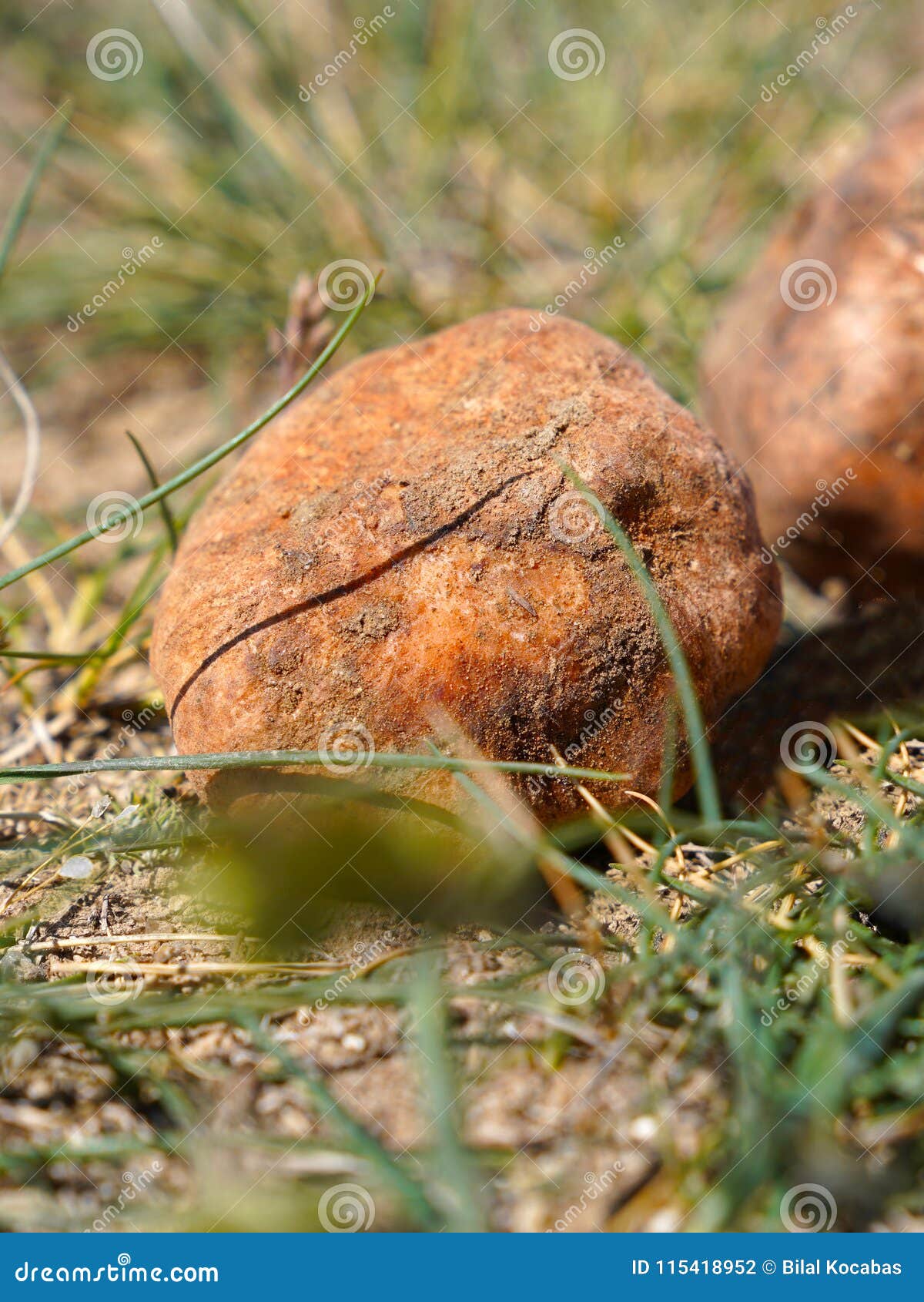 White truffle on ground stock photo. Image of fungus - 115418952