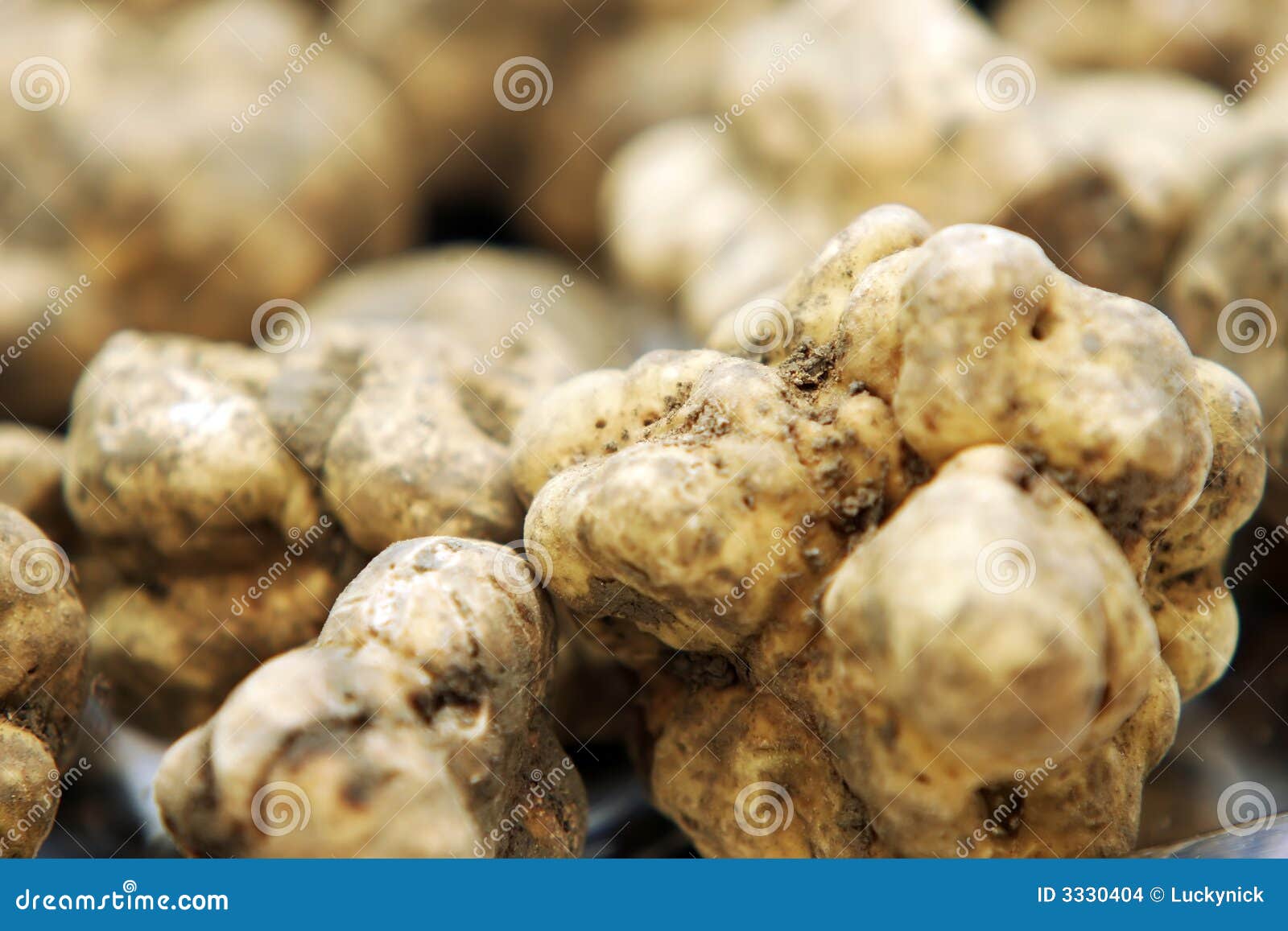 White Truffle Tuber Magnatum Pico From Alba, Italy Royalty-Free Stock ...