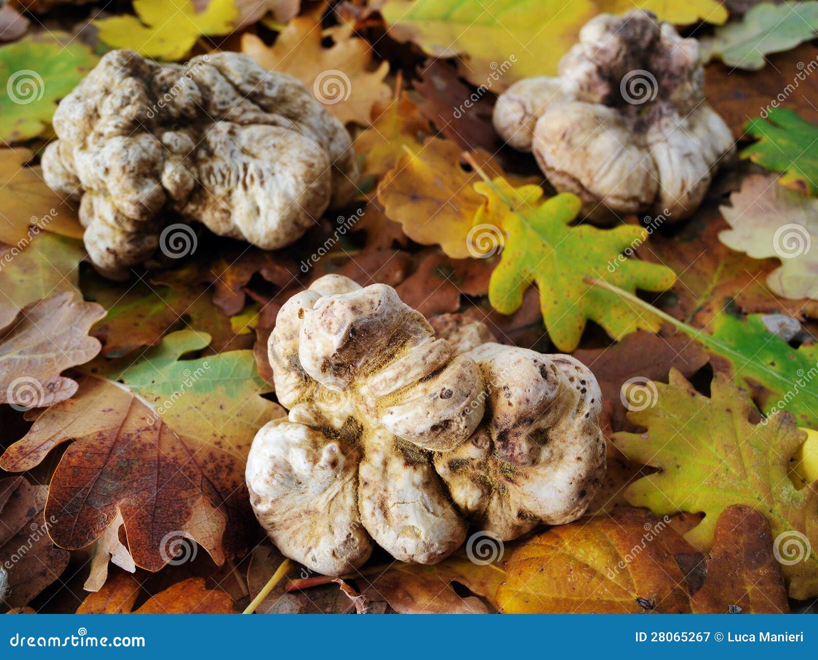 White Truffles (tuber Magnatum) Stock Image - Image of expensive, white ...