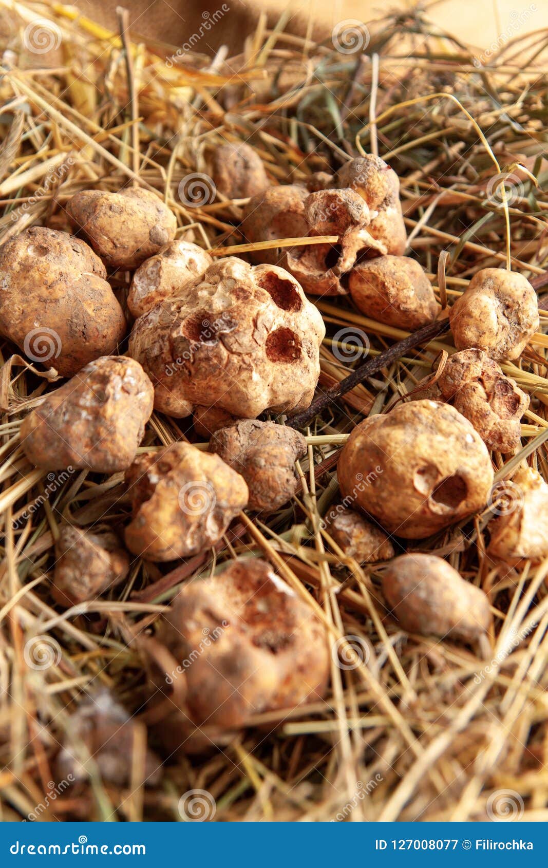 White Truffles Tuber Magnatum on Hay Stock Image - Image of cuisine ...