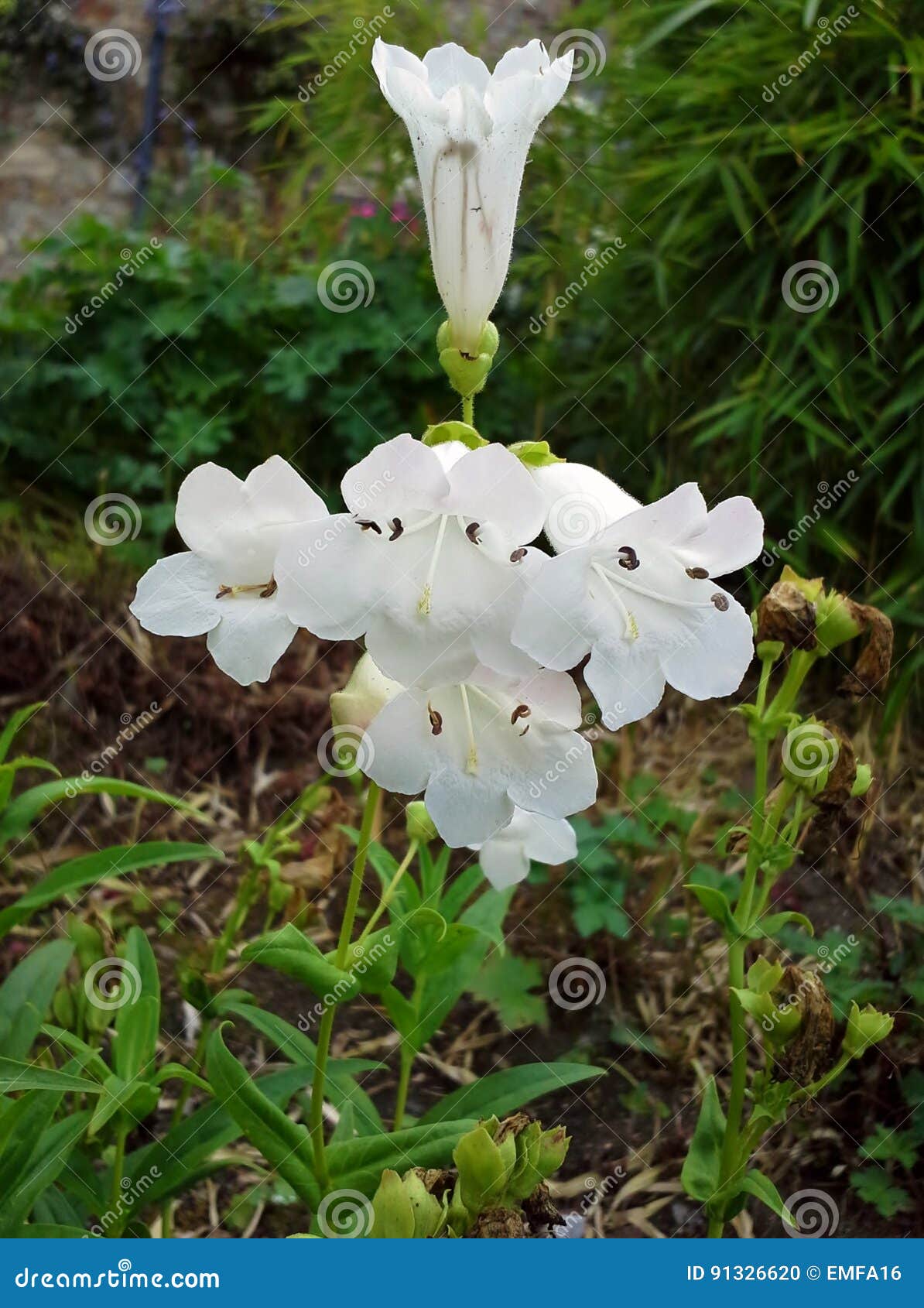 White Trumpet Flowers stock photo. Image of stamen, summer - 91326620