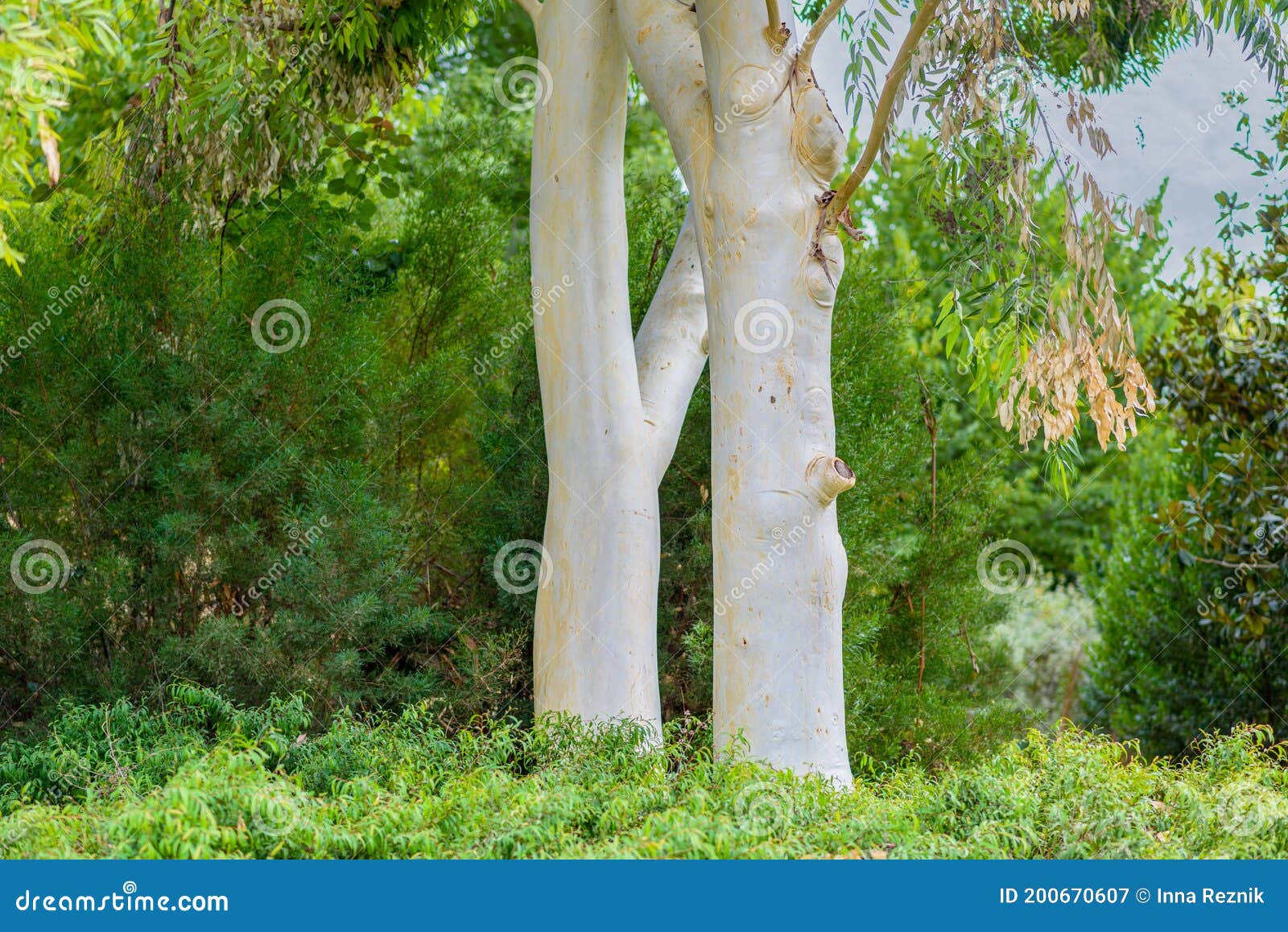 Trunk Of Eucalyptus Tree With Many Warts Stock Photo | CartoonDealer ...