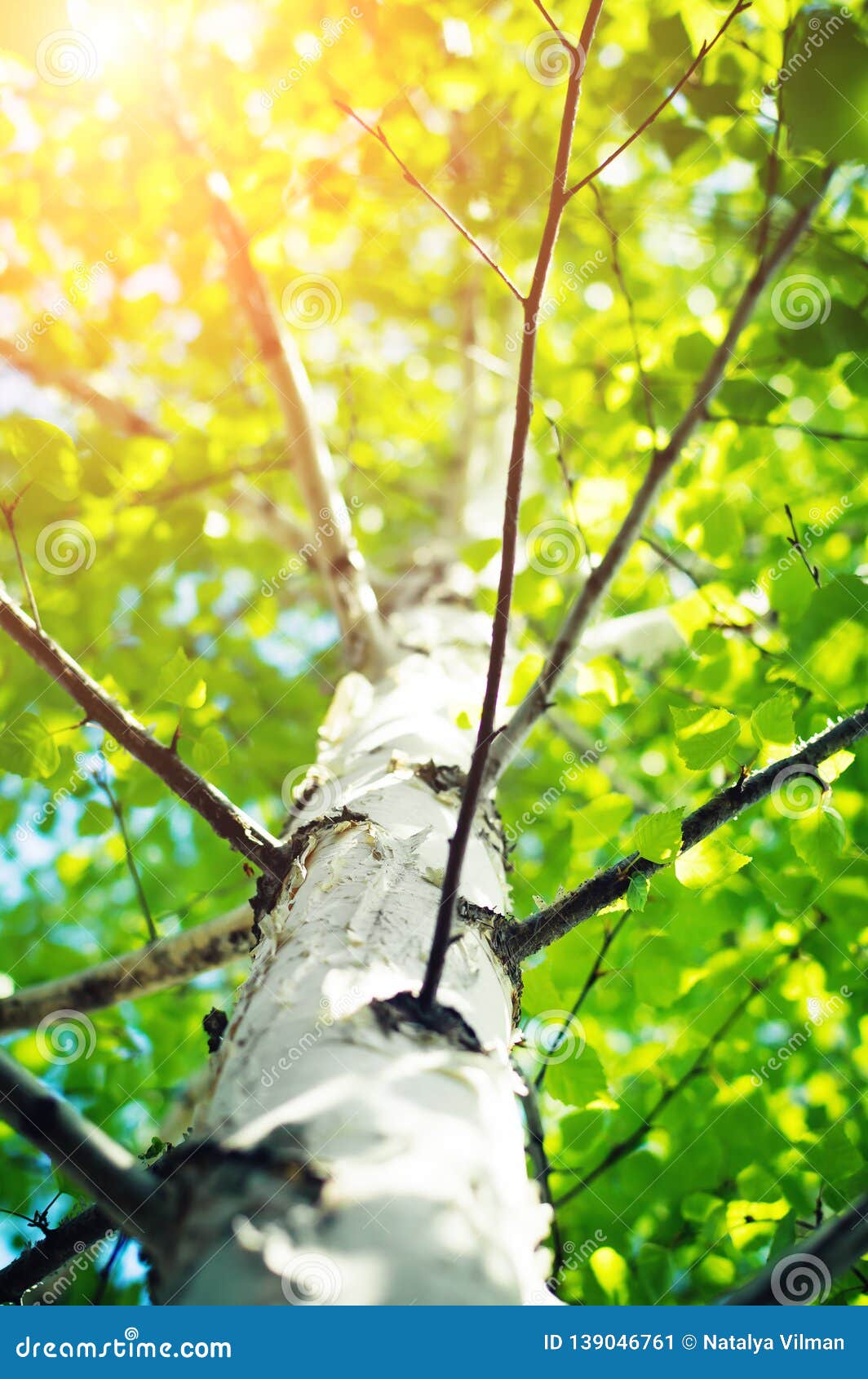 Branch Of Birch Tree Betula Pendula, Silver Birch, Warty Birch ...
