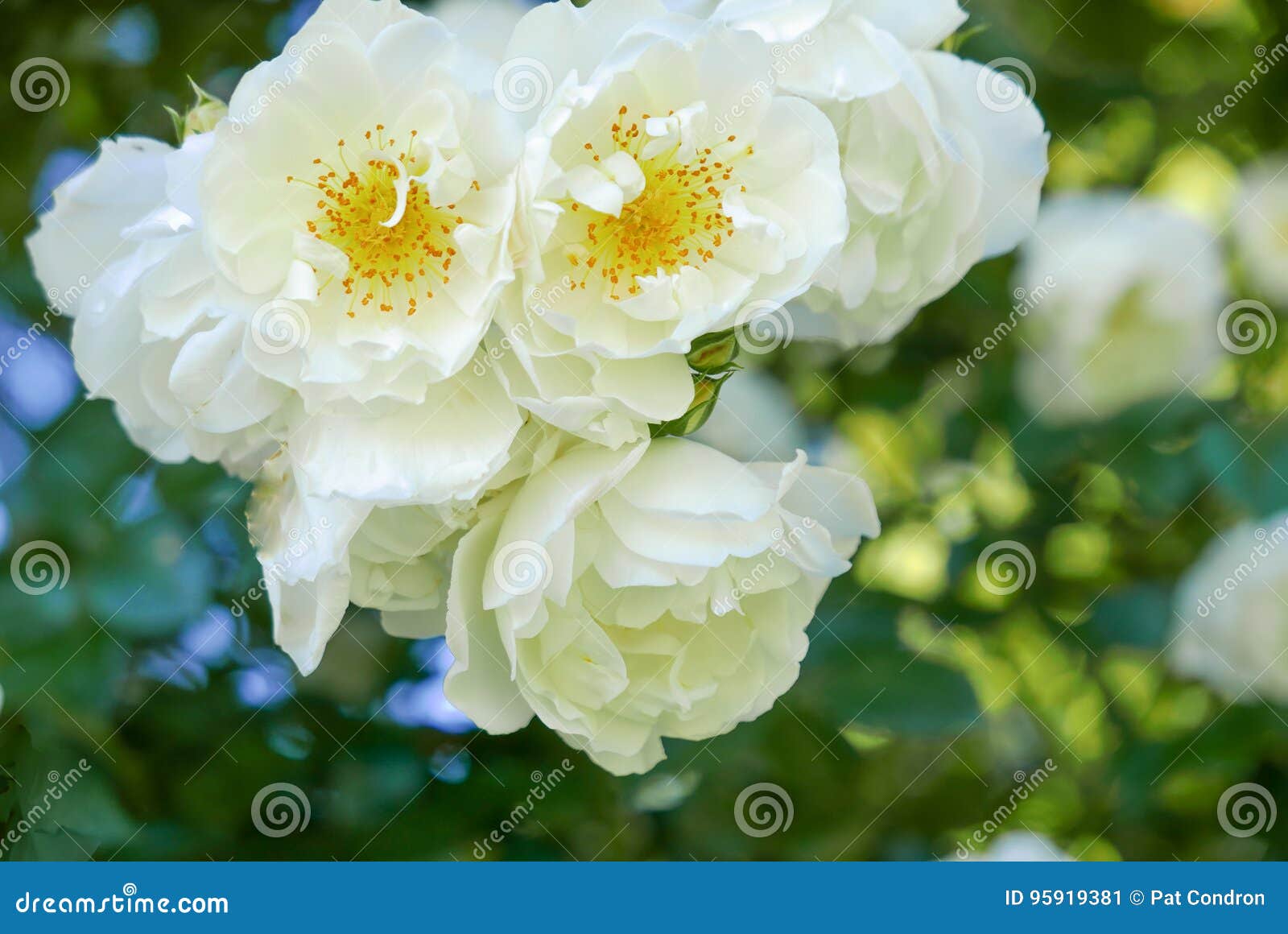 White tuber roses stock image. Image of bunch, rose, roses - 95919381