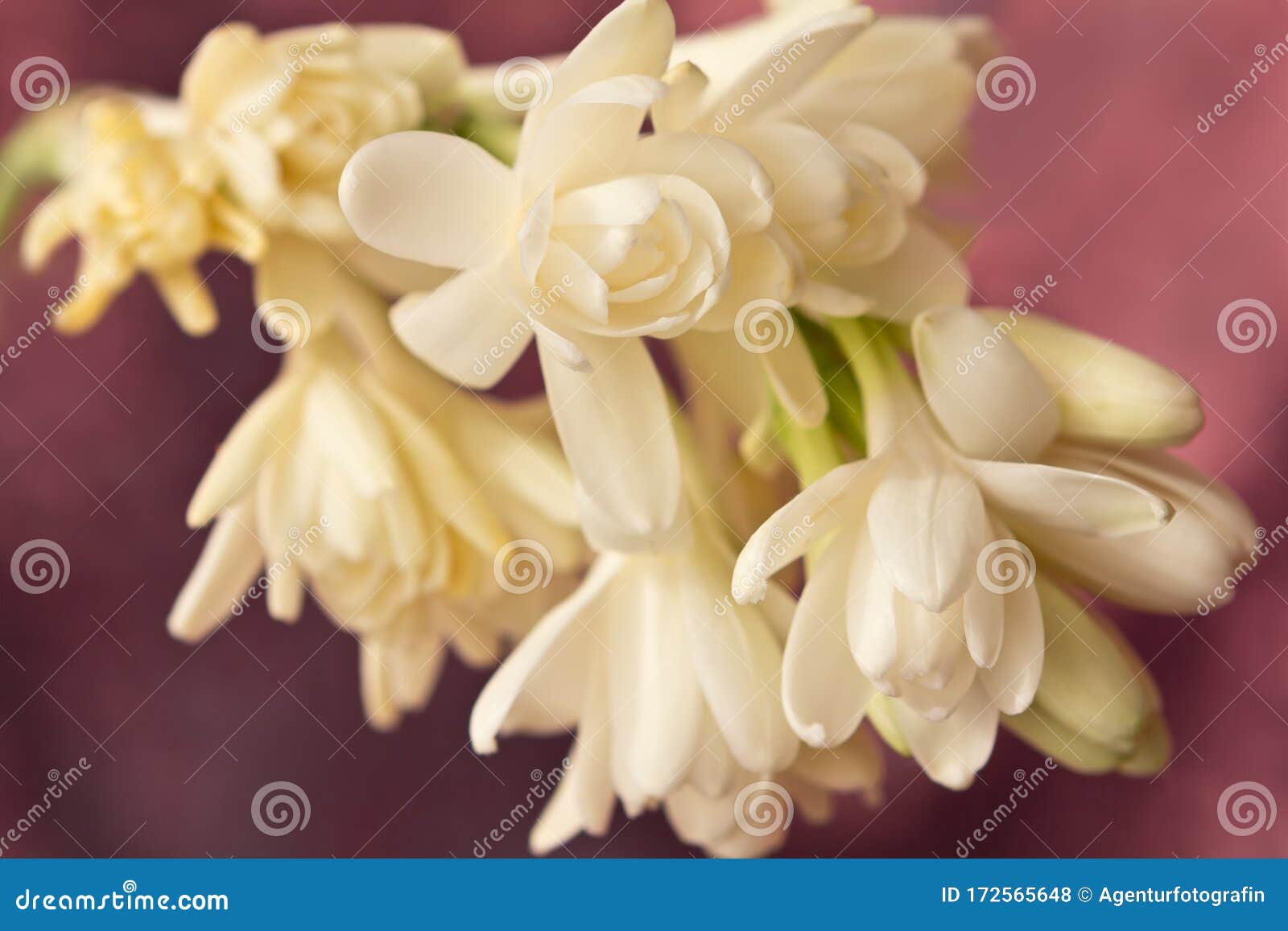 Close Up Tuberose Flower Royalty-Free Stock Photo | CartoonDealer.com ...