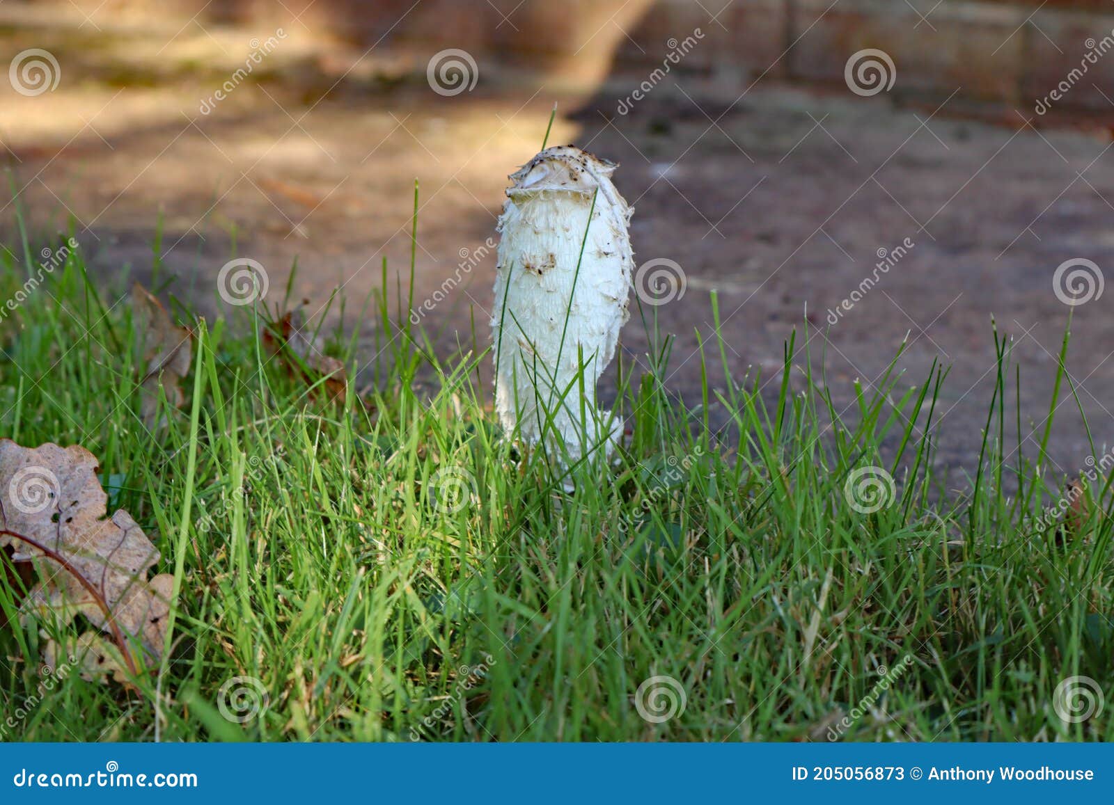 A White Tubular Shaped Toadstool Growing in a Garden in Autumn Stock ...