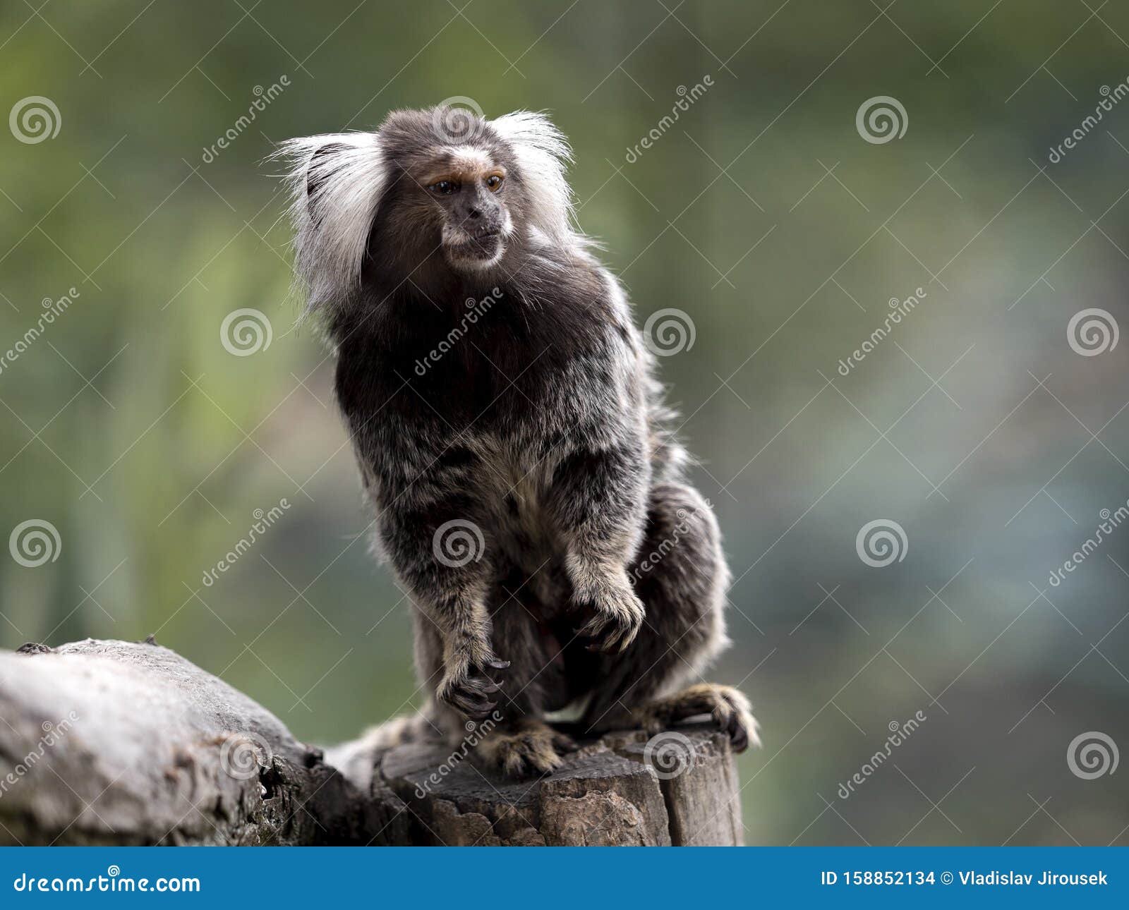 White-tufted-ear, Callithrix Jacchus, Sits on a Trunk Watching the ...