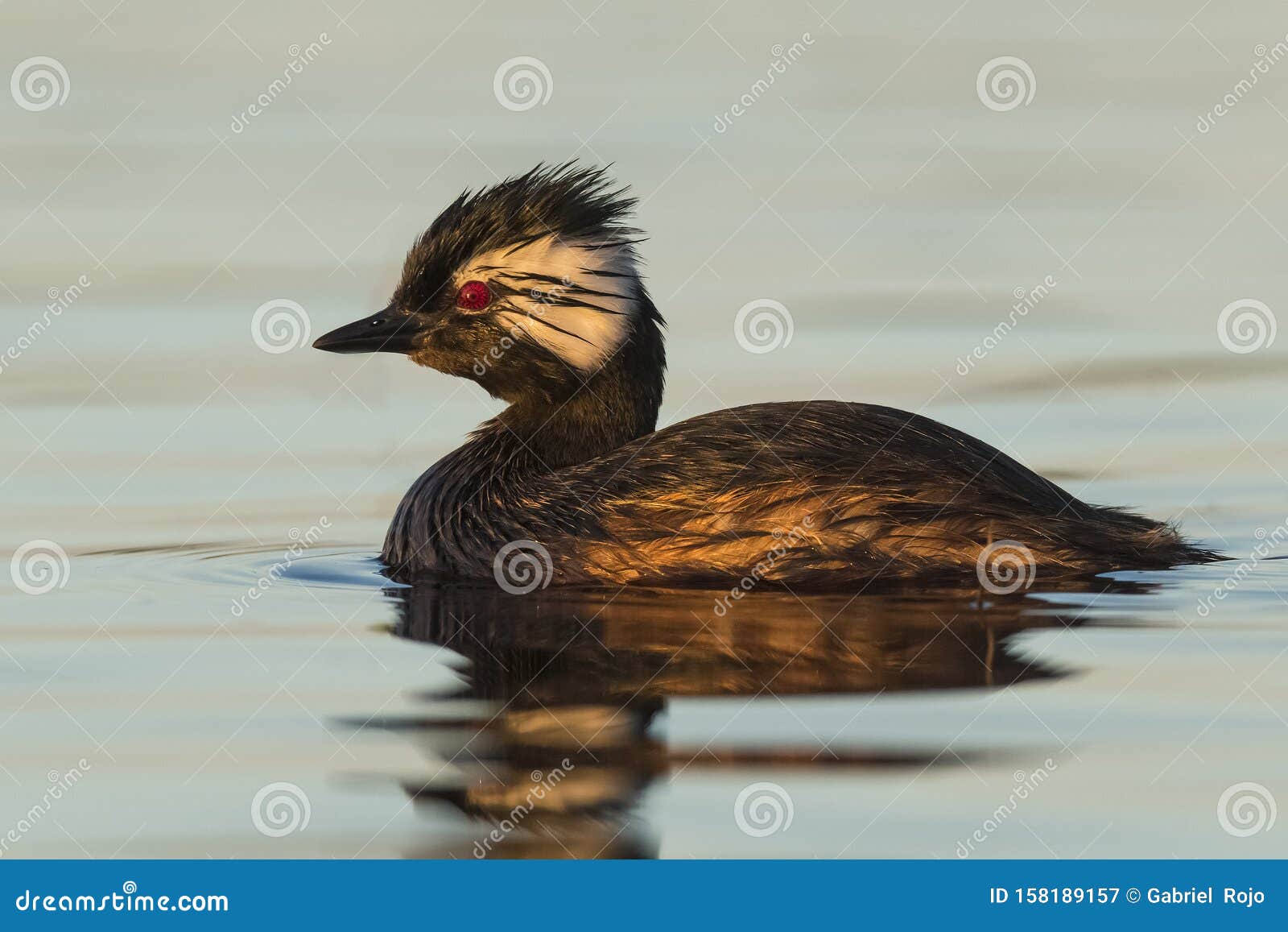 White-tufted Grebe, stock image. Image of podiceps, wildlife - 158189157